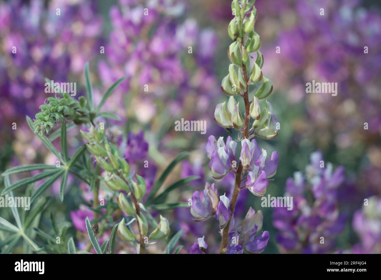 Sicklekeel lupine hi-res stock photography and images - Alamy