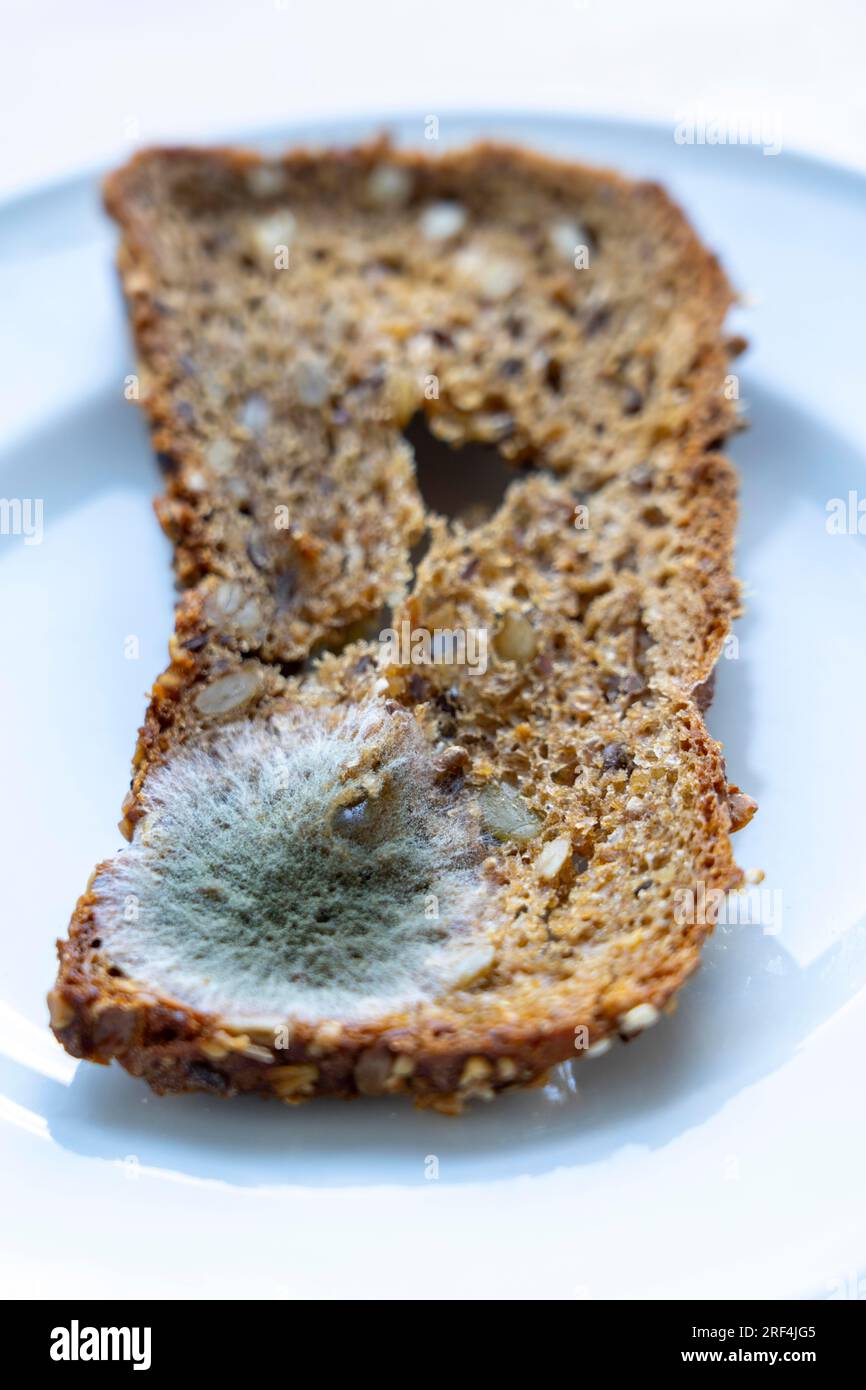 Mould on a slice of multigrain bread, mouldy Stock Photo - Alamy