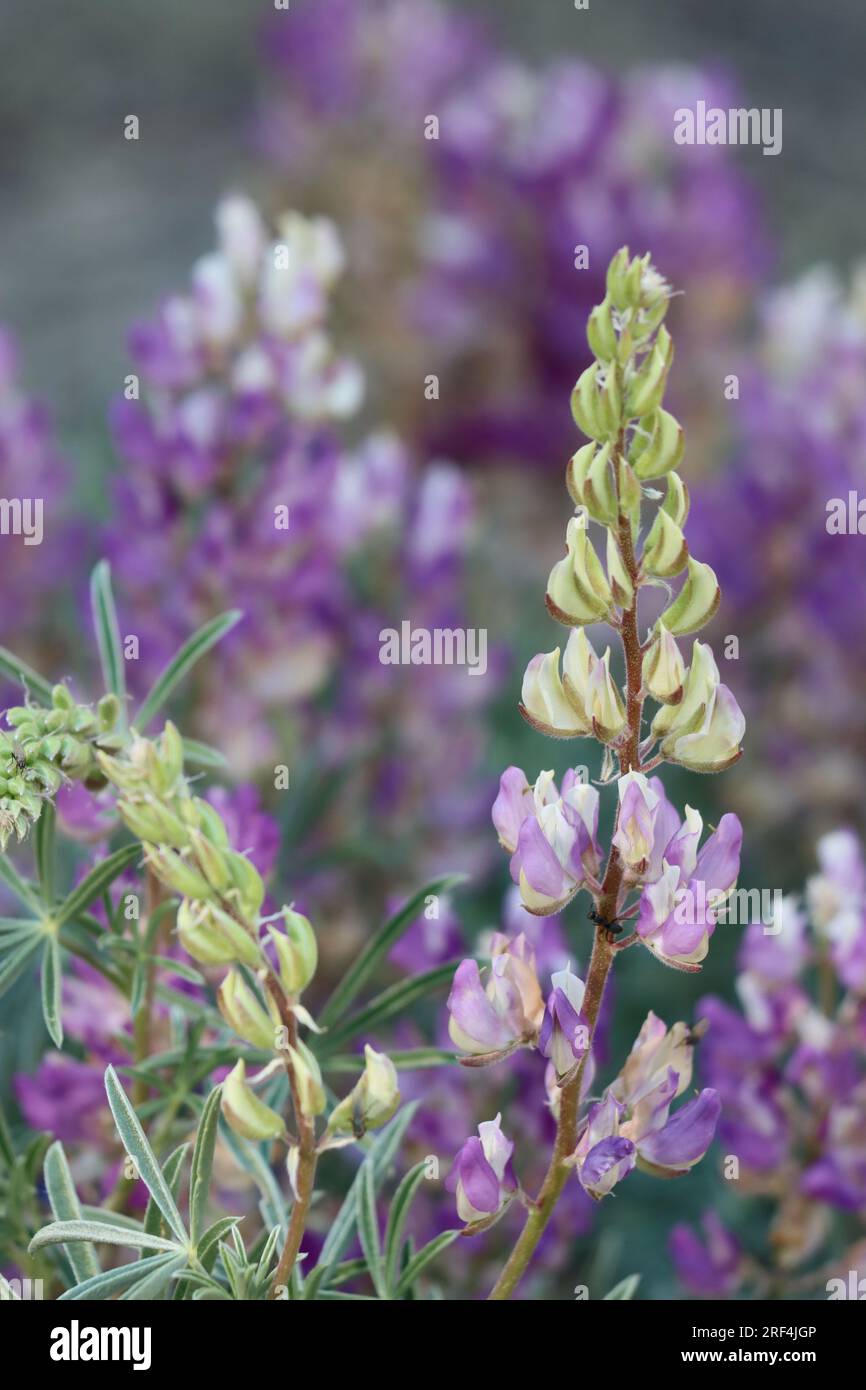Lupinus albicaulis hi-res stock photography and images - Alamy