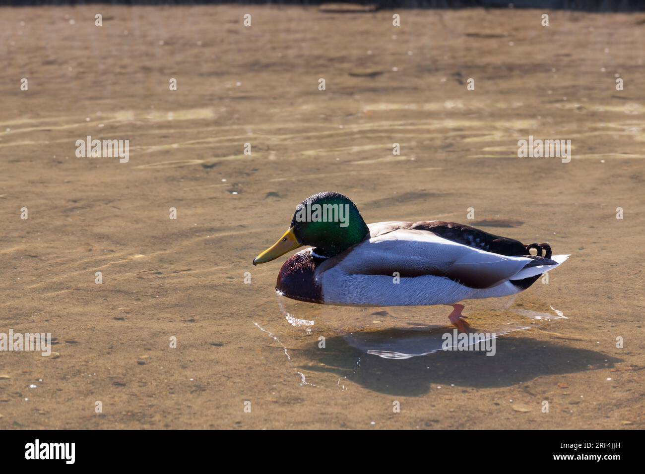 beautiful waterfowl ducks in spring or summer, waterfowl wild ducks in ...