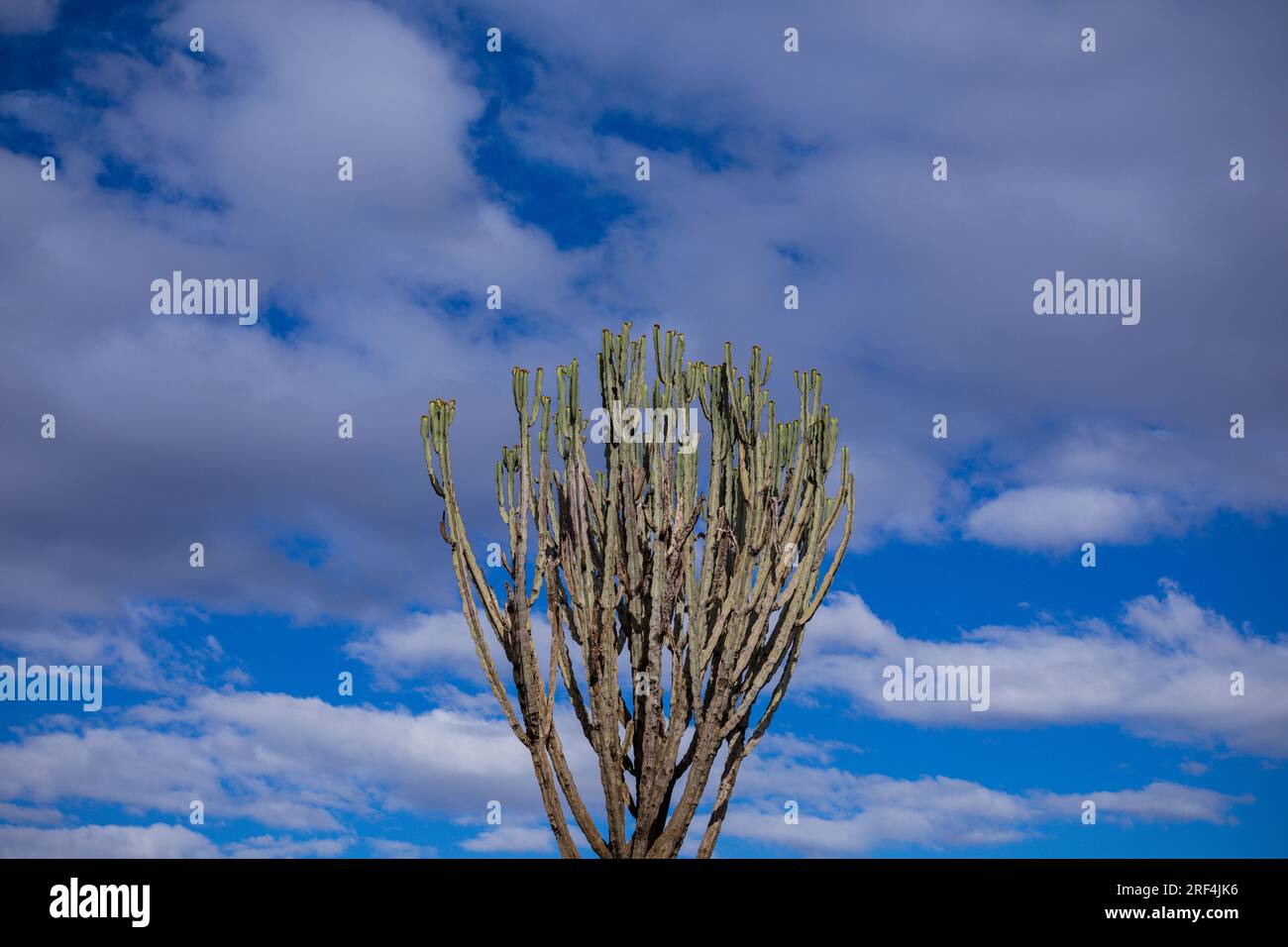 Great Rift Valley Kenya Landscapes Savannah Grassland Narok County Mai ...