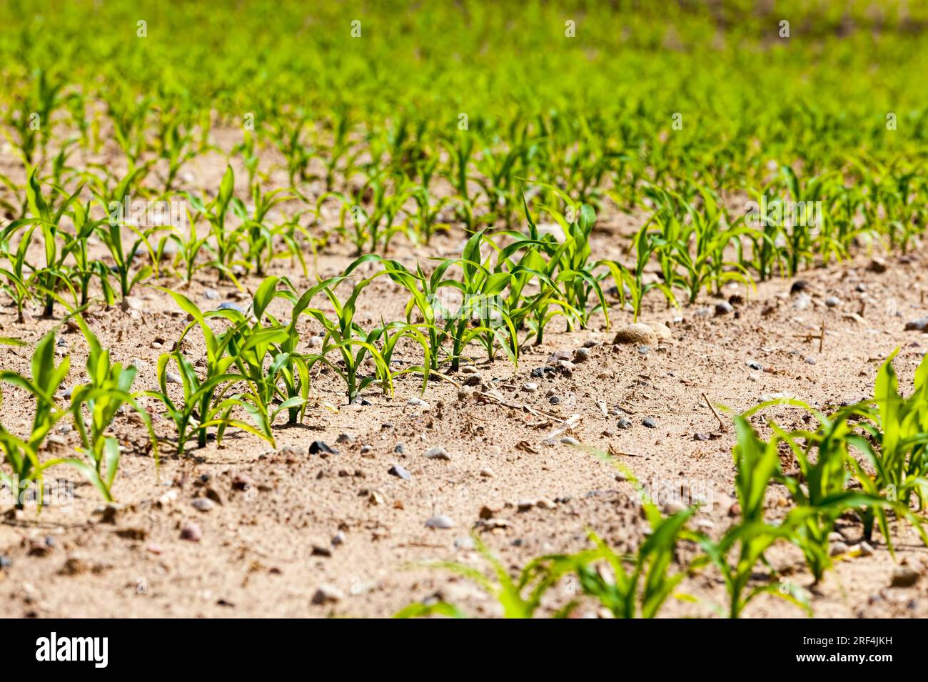agricultural activity related to the cultivation of sweet corn, farming ...