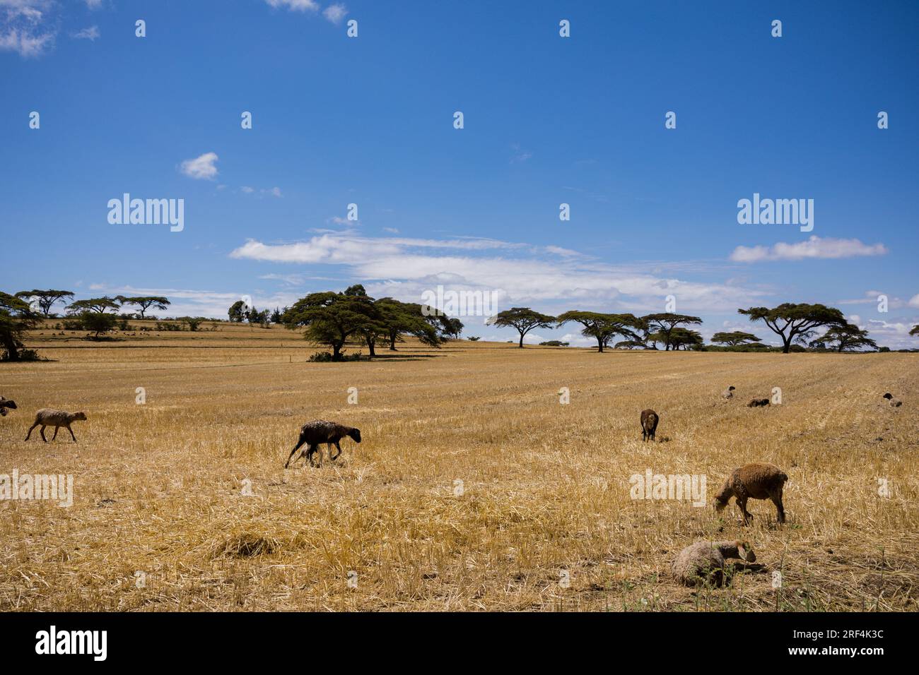 Great Rift Valley Kenya Landscapes Savannah Grassland Narok County Mai ...