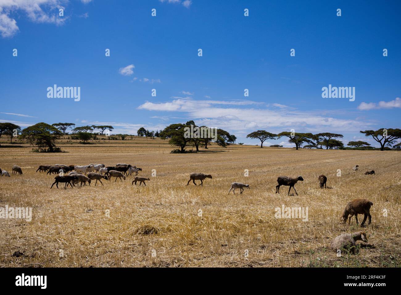 Great Rift Valley Kenya Landscapes Savannah Grassland Narok County Mai ...