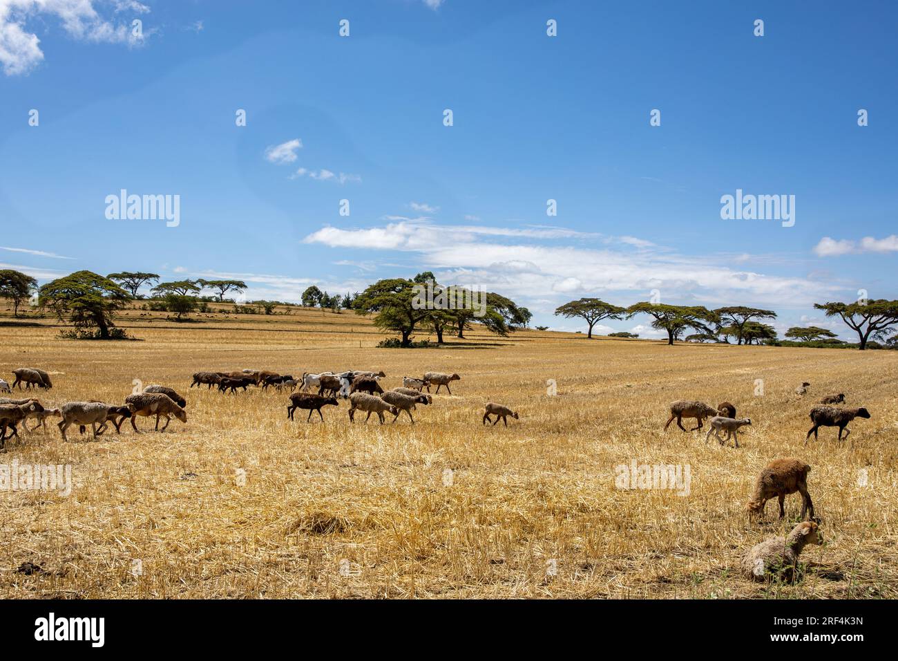 Great Rift Valley Kenya Landscapes Savannah Grassland Narok County Mai ...