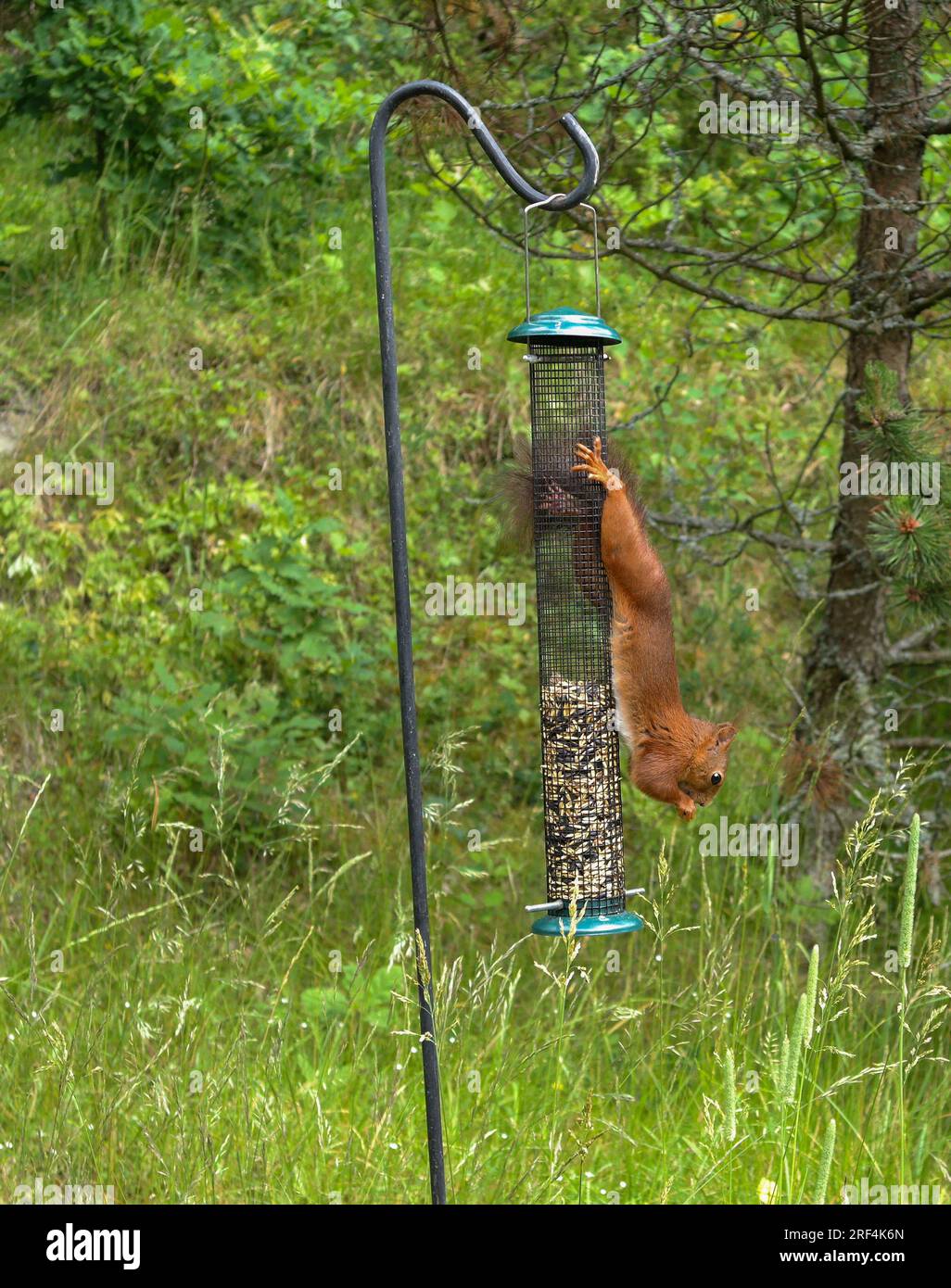 a squirrel eats seeds from a bird feeder Stock Photo - Alamy