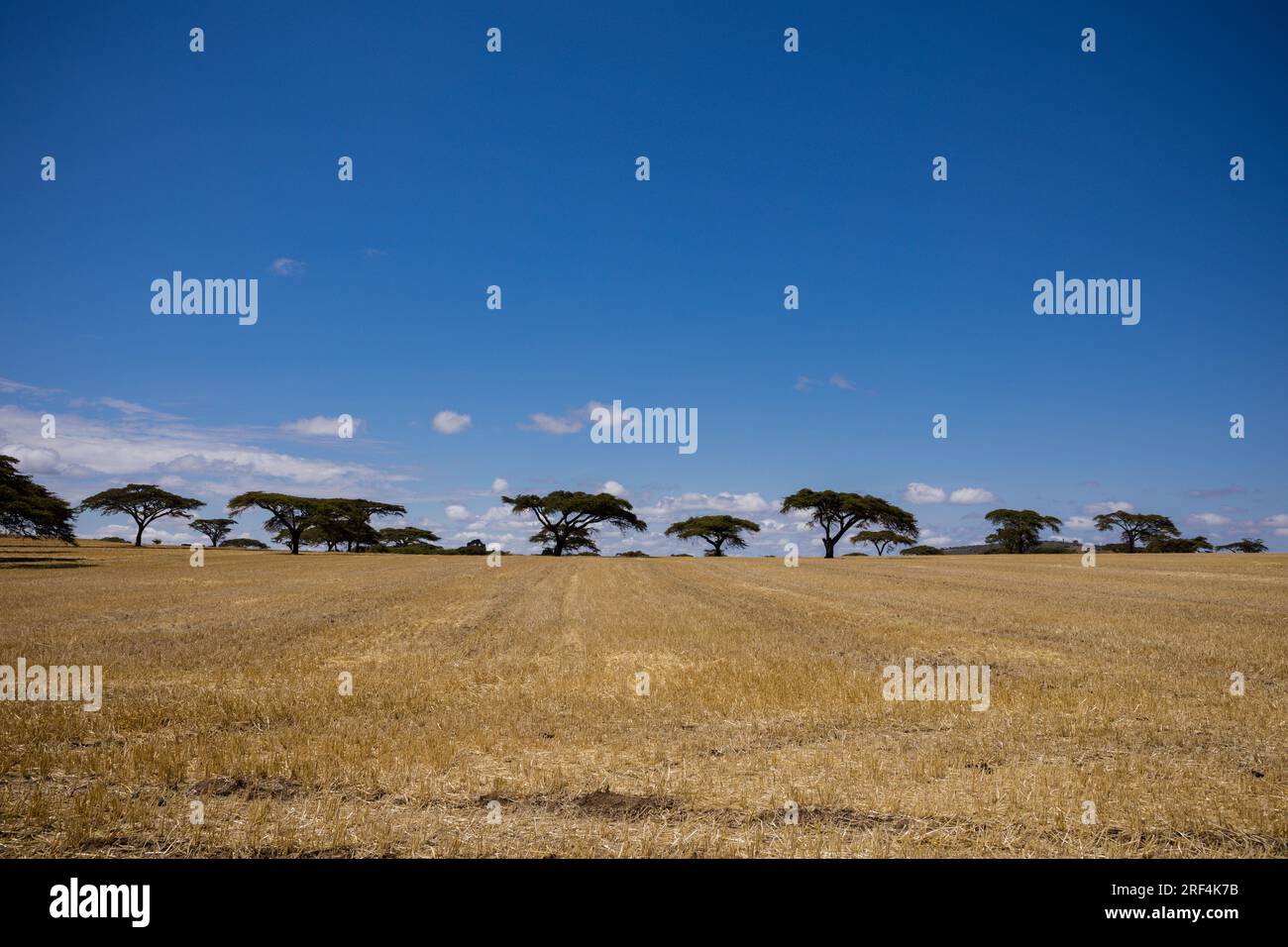 Great Rift Valley Kenya Landscapes Savannah Grassland Narok County Mai ...