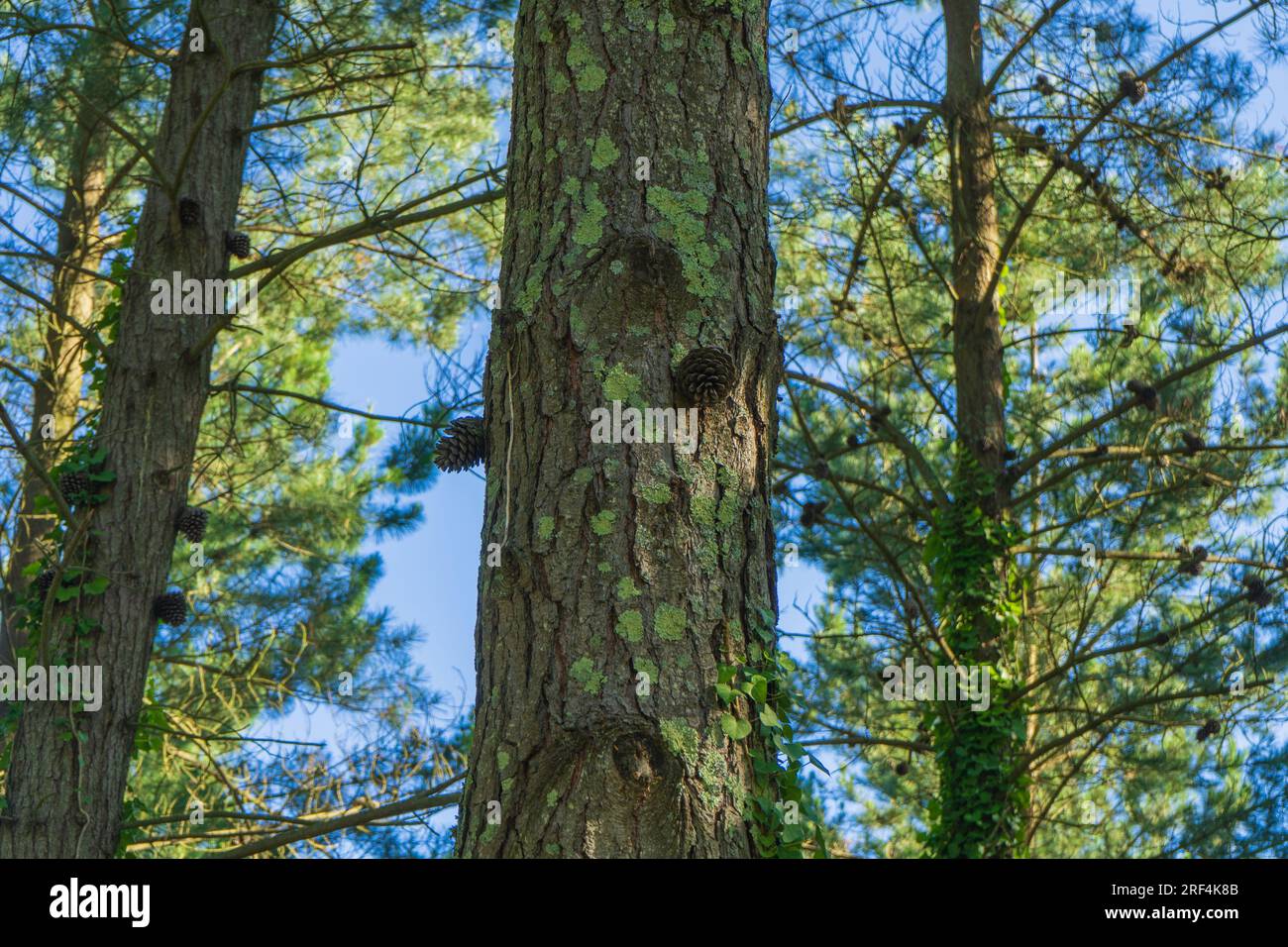 Coniferous tree with pine cones growing on the trunk Stock Photo - Alamy