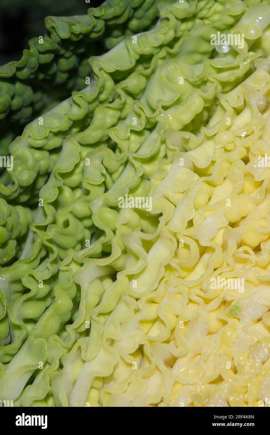 Layers of sliced Savoy cabbage, green shades texture, natural concept ...