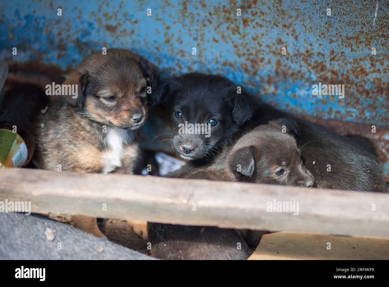 Small homeless puppies outdoors. Homeless dogs. Mongrel puppies. Pups ...