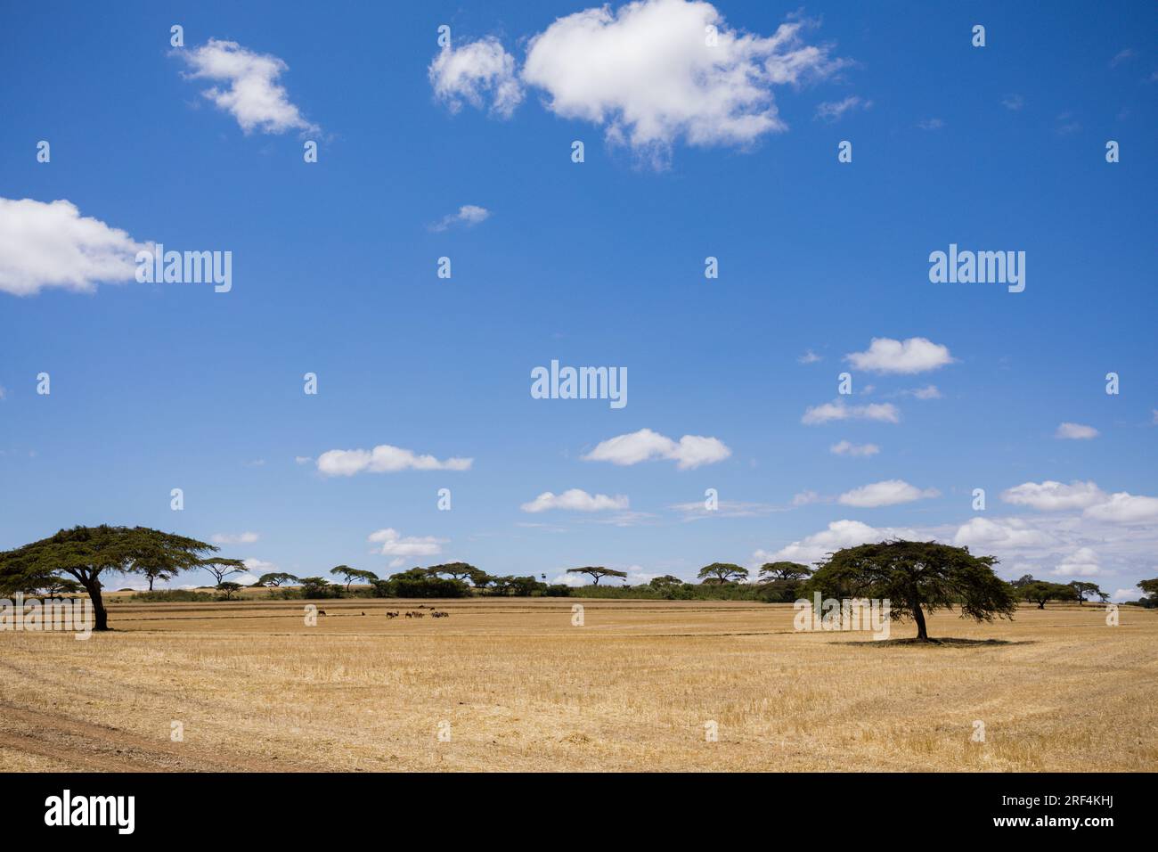 Great Rift Valley Kenya Landscapes Savannah Grassland Narok County Mai ...