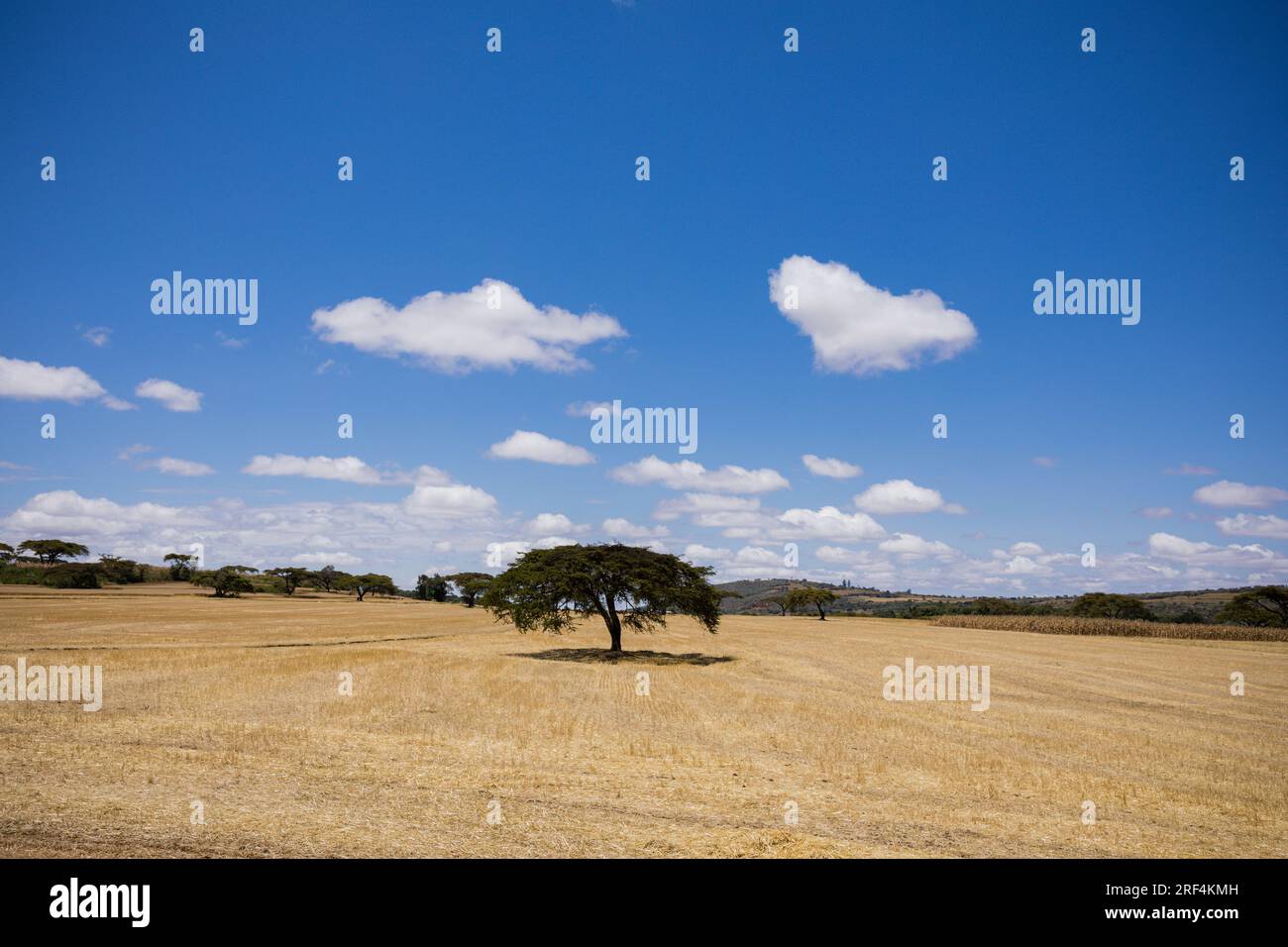 Great Rift Valley Kenya Landscapes Savannah Grassland Narok County Mai ...