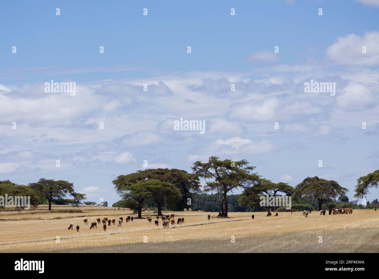 Great Rift Valley Kenya Landscapes Savannah Grassland Narok County Mai ...
