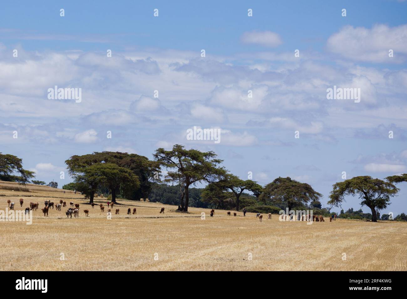 Great Rift Valley Kenya Landscapes Savannah Grassland Narok County Mai ...
