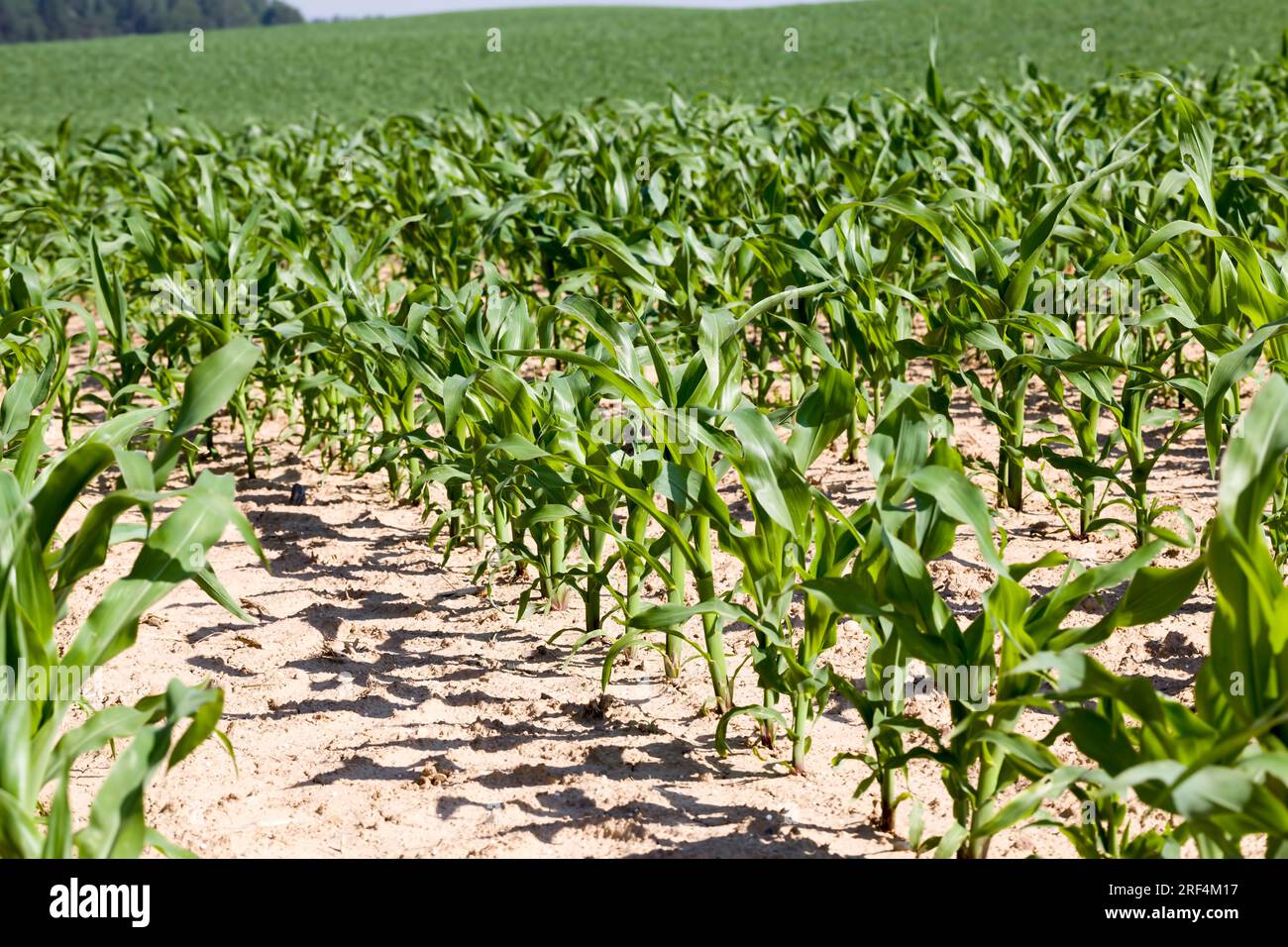 agricultural activity related to the cultivation of sweet corn, farming ...