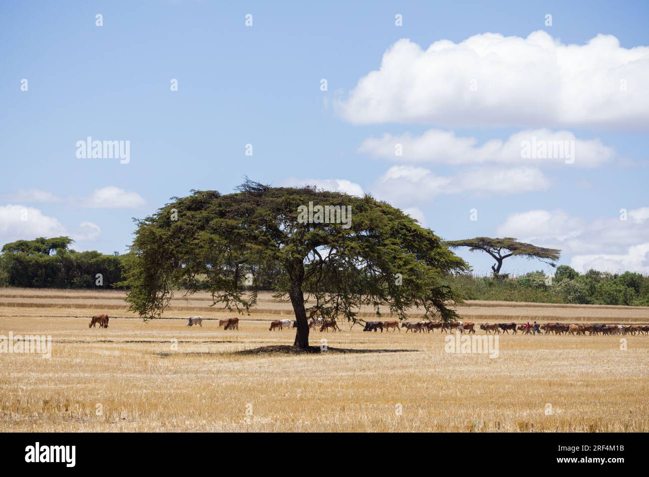 Great Rift Valley Kenya Landscapes Savannah Grassland Narok County Mai ...