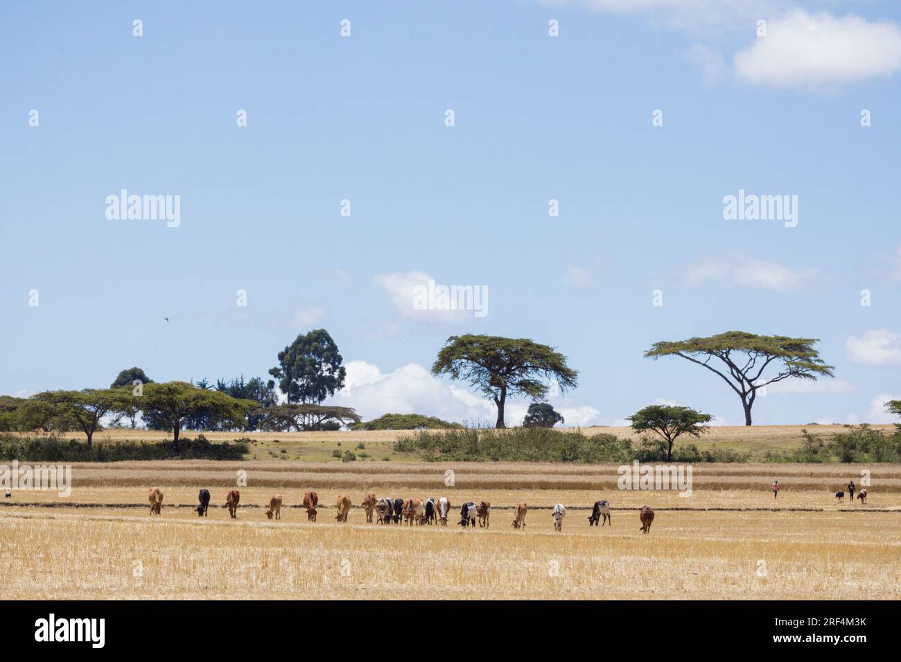 Great Rift Valley Kenya Landscapes Savannah Grassland Narok County Mai ...