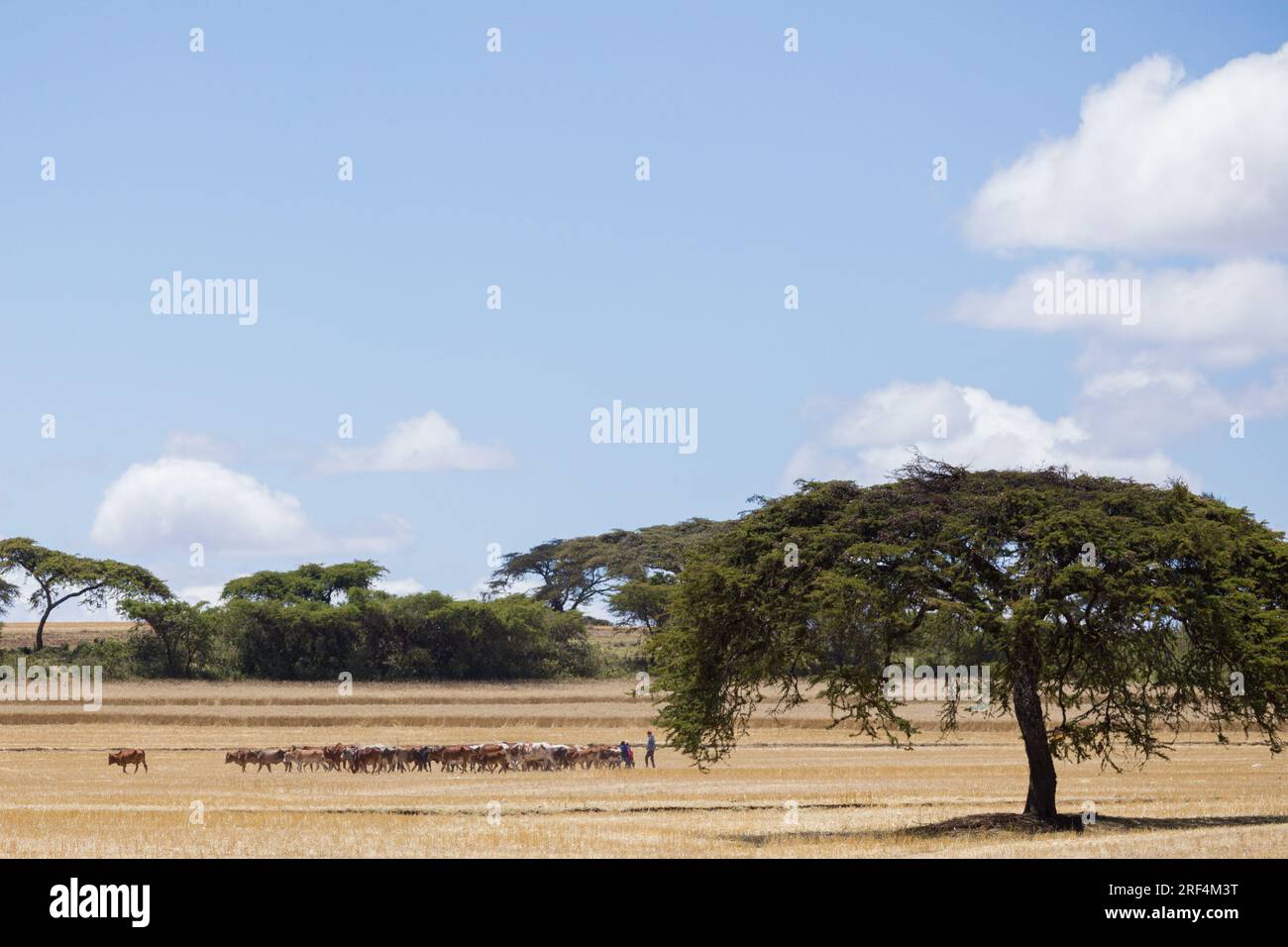 Great Rift Valley Kenya Landscapes Savannah Grassland Narok County Mai ...