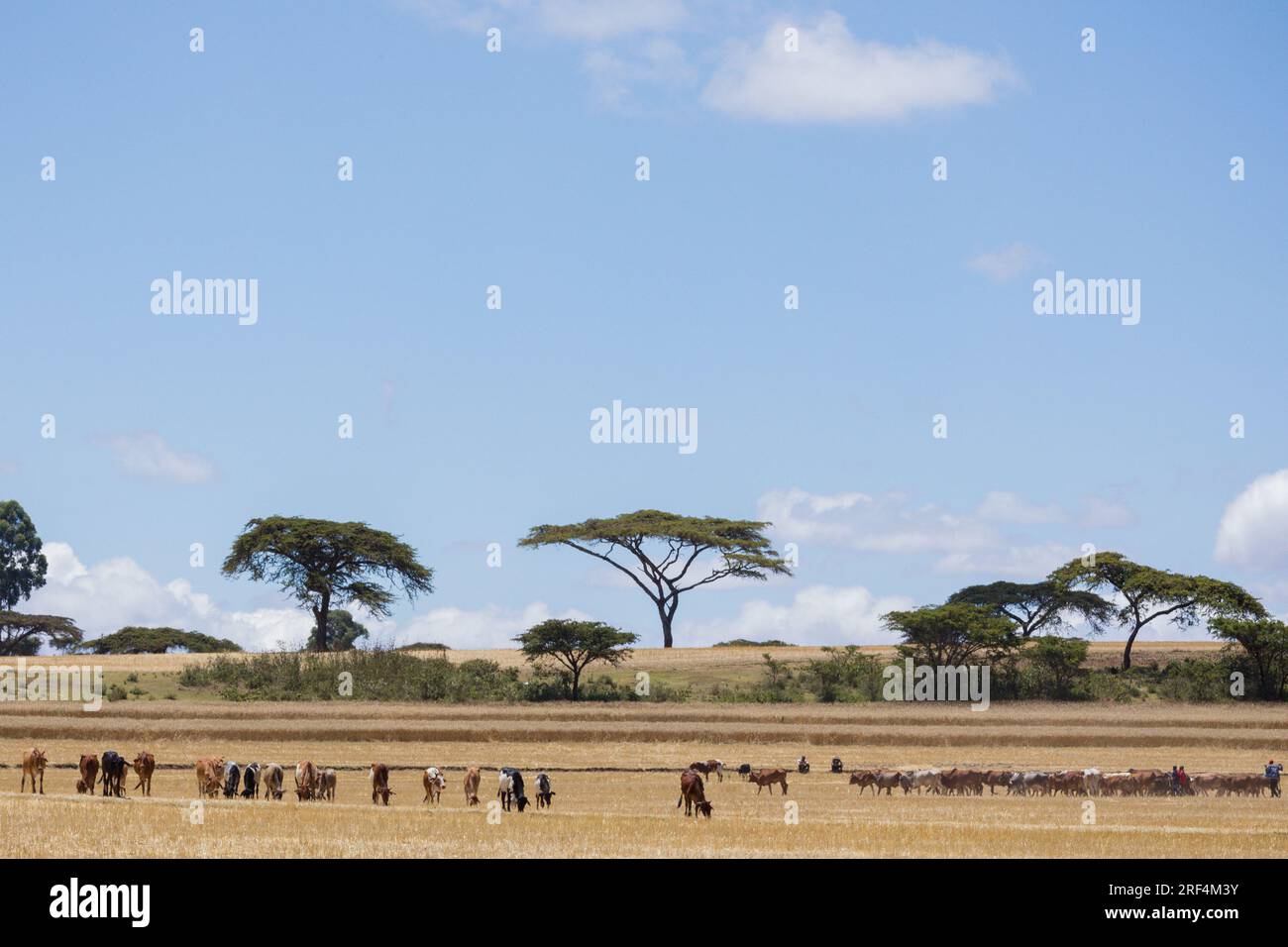 Great Rift Valley Kenya Landscapes Savannah Grassland Narok County Mai ...