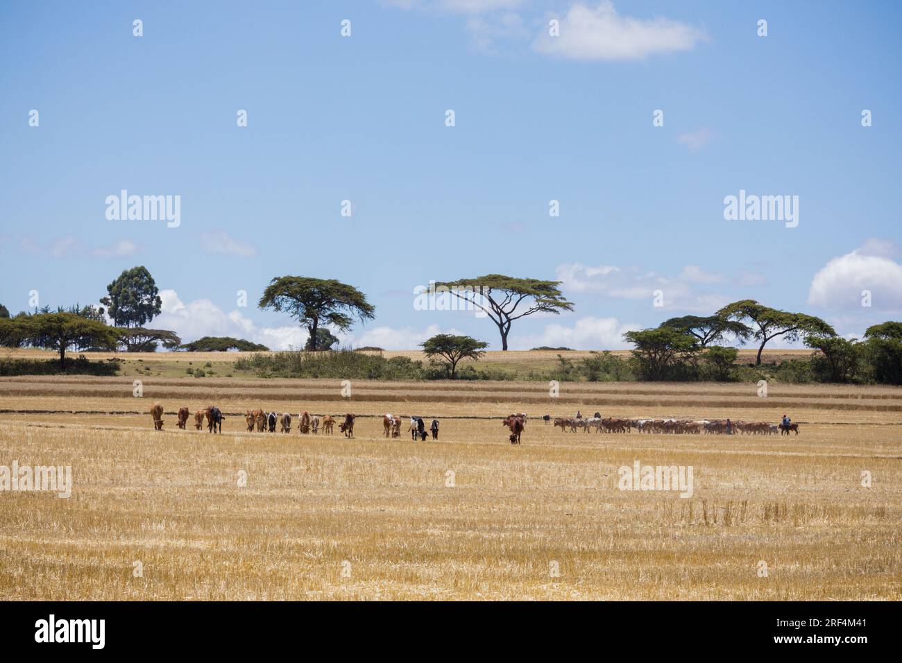 Great Rift Valley Kenya Landscapes Savannah Grassland Narok County Mai ...