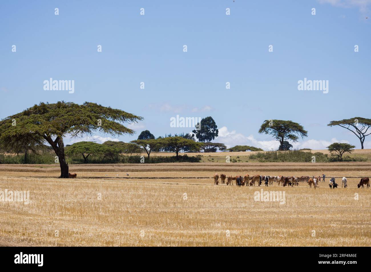 Great Rift Valley Kenya Landscapes Savannah Grassland Narok County Mai ...