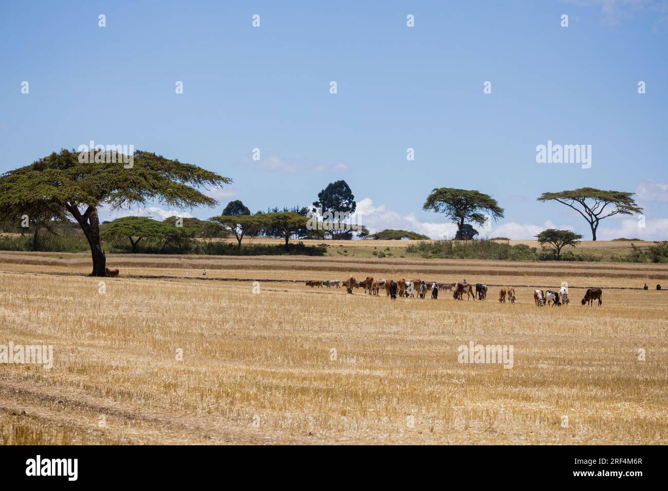 Great Rift Valley Kenya Landscapes Savannah Grassland Narok County Mai ...