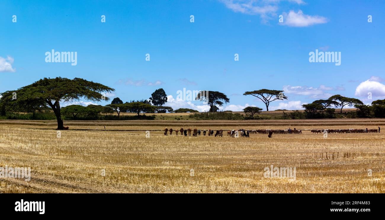 Great Rift Valley Kenya Landscapes Savannah Grassland Narok County Mai ...
