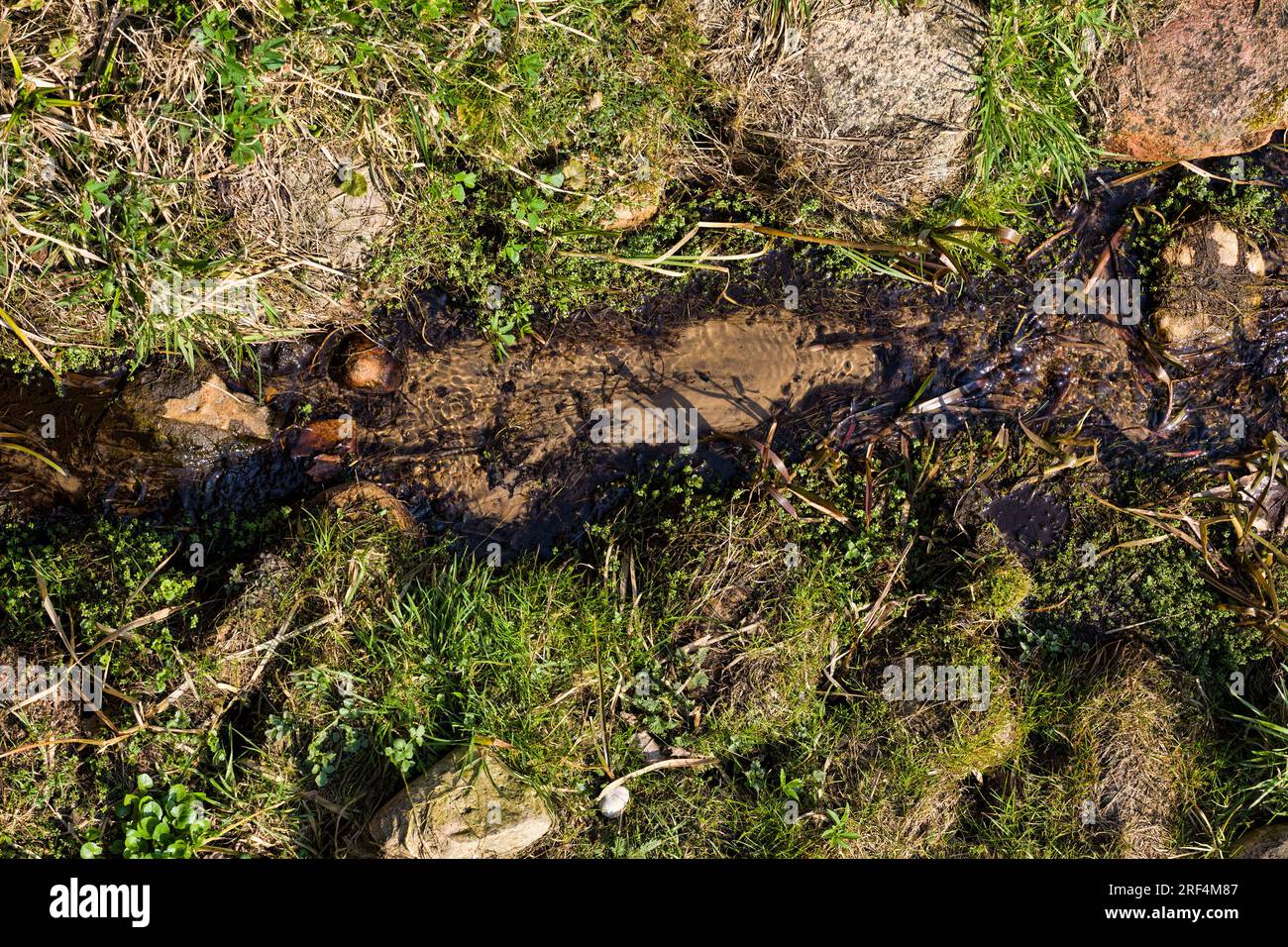 small and narrow creek with a fast flow of water, part of the creek and ...