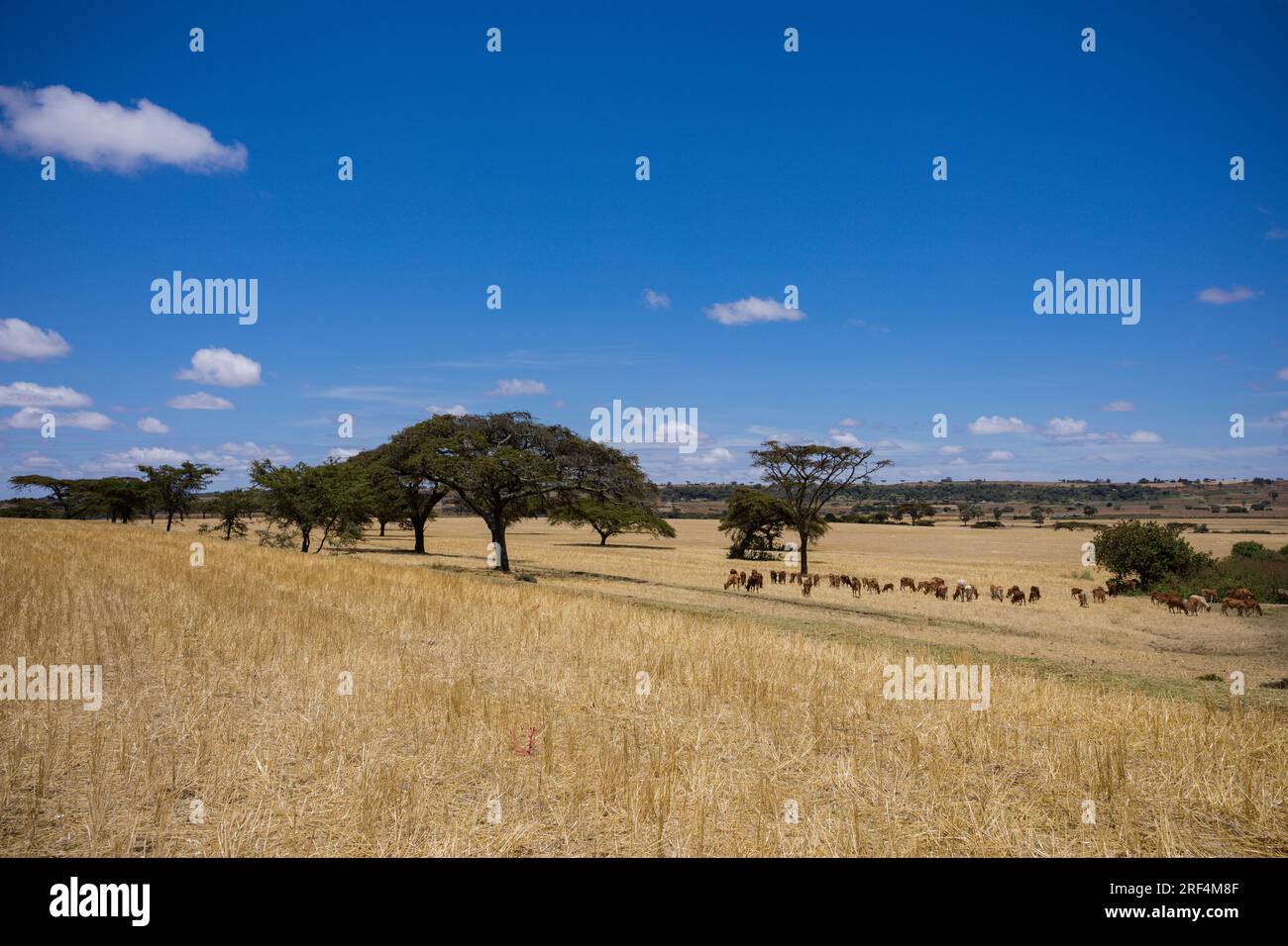 Great Rift Valley Kenya Landscapes Savannah Grassland Narok County Mai ...