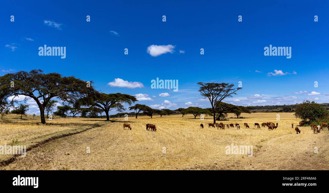 Great Rift Valley Kenya Landscapes Savannah Grassland Narok County Mai ...