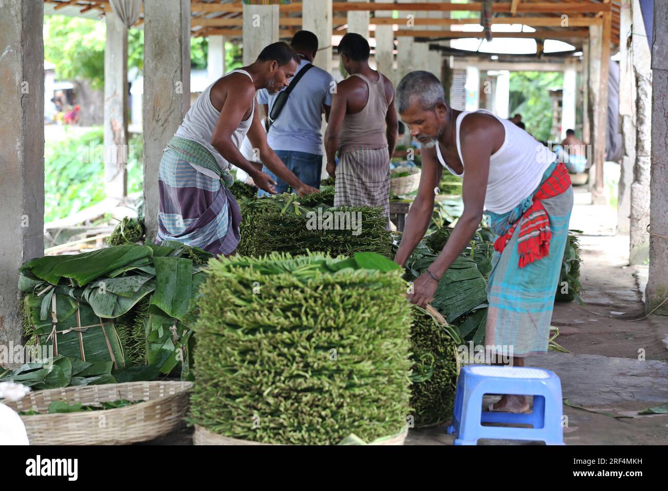 Dhaka, Bangladesh. 31st July, 2023. worker packs betel leaves at a market in Bagerhat ...
