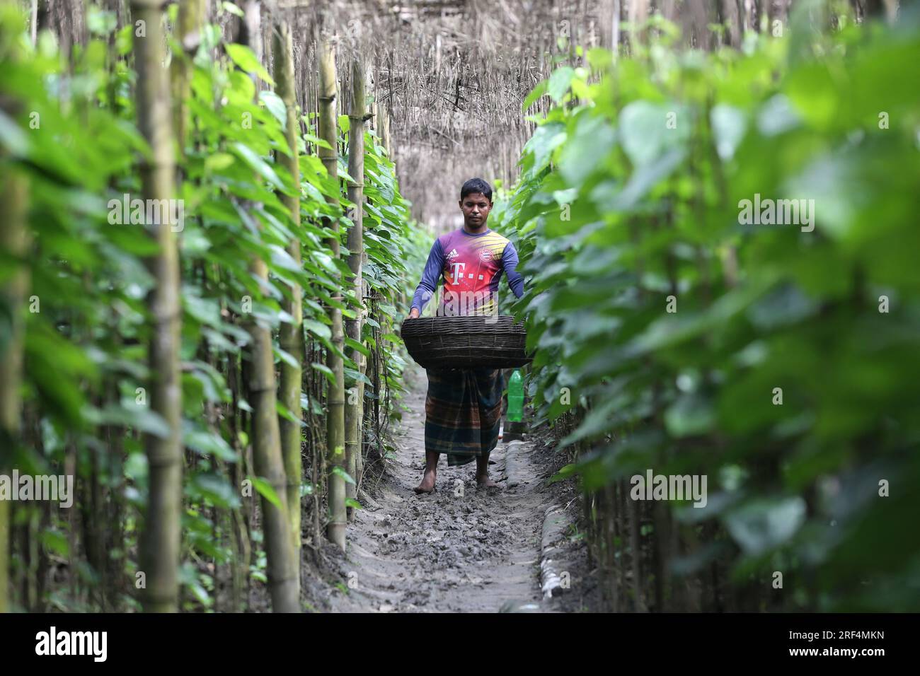 Dhaka, Bangladesh. 31st July, 2023. A farmer works at a betel field in Bagerhat, Bangladesh on ...