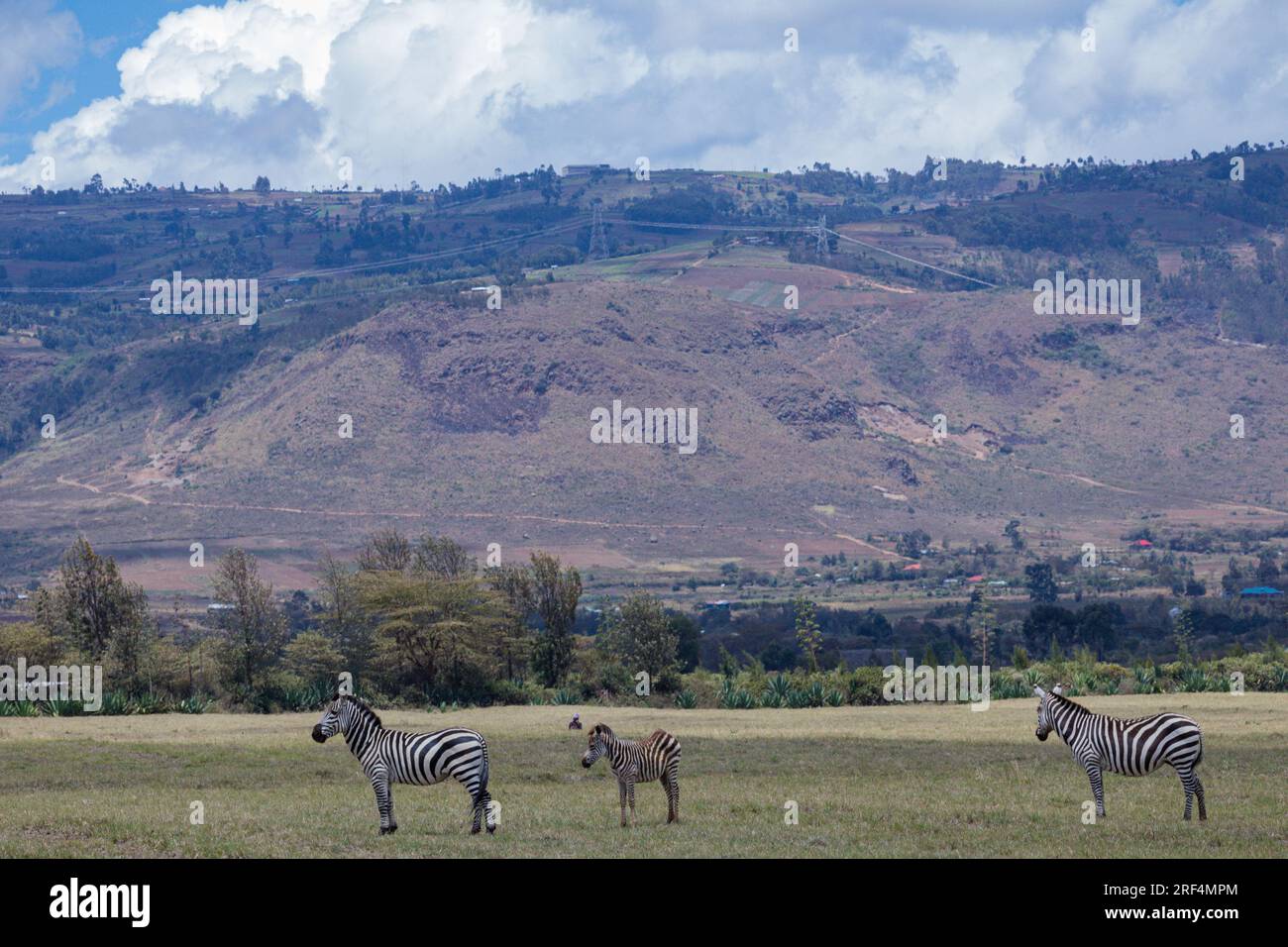 Zebras are African equines with distinctive black-and-white striped ...