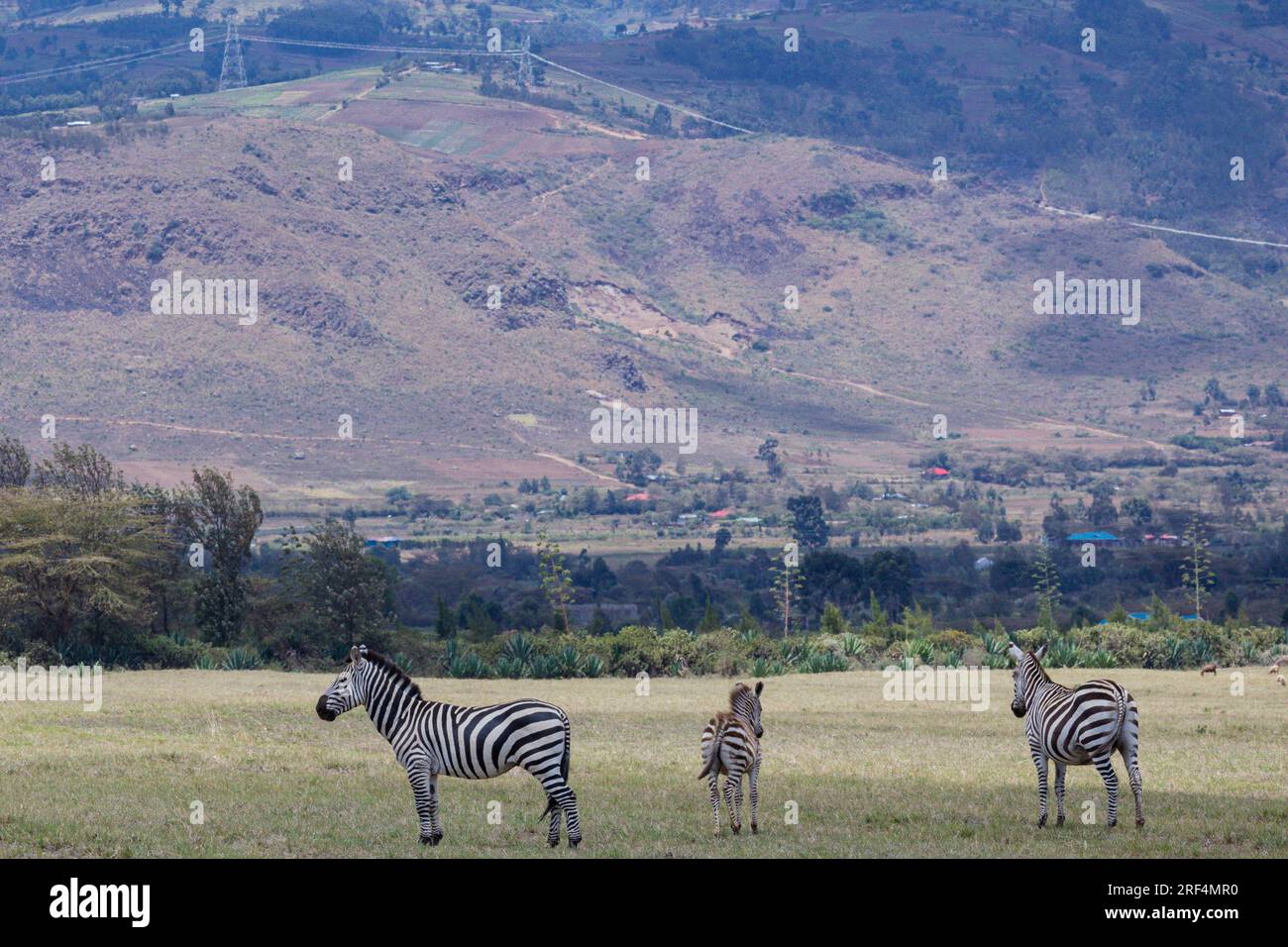 Zebras are African equines with distinctive black-and-white striped ...