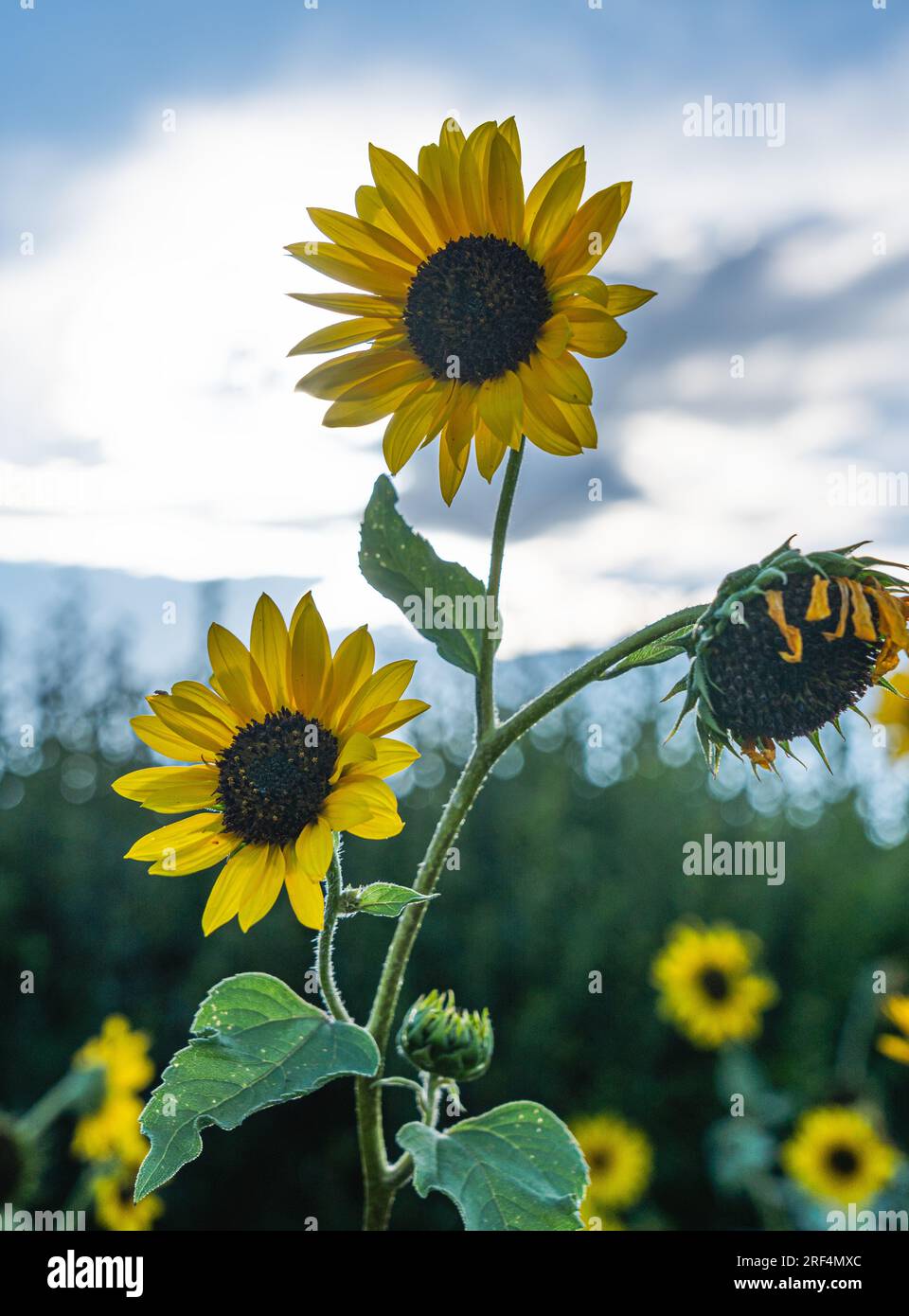 Sunflower plant with blooms is tall with sky background. A field of ...