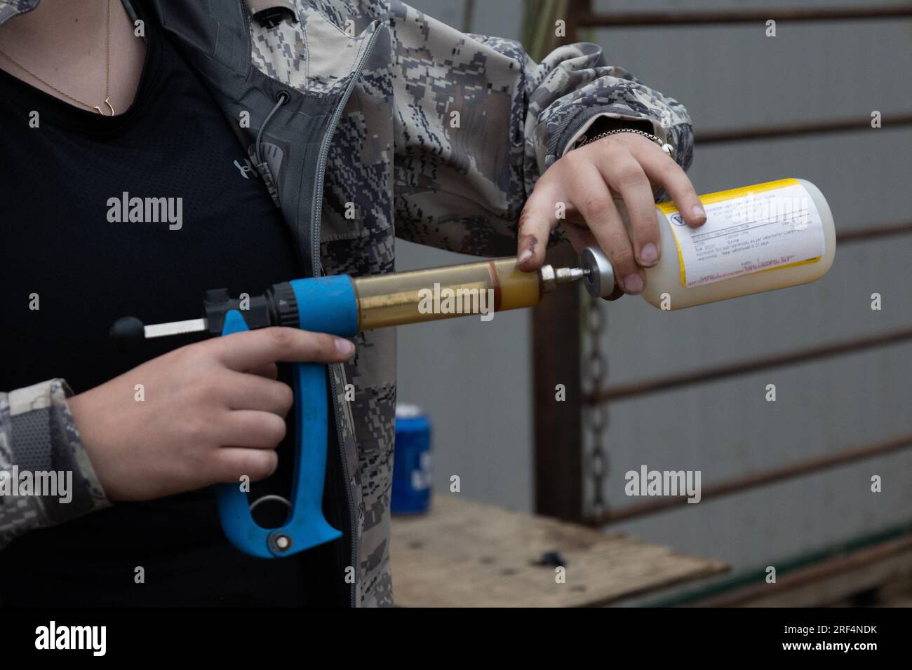 Cattle inoculation needle close-up Stock Photo - Alamy