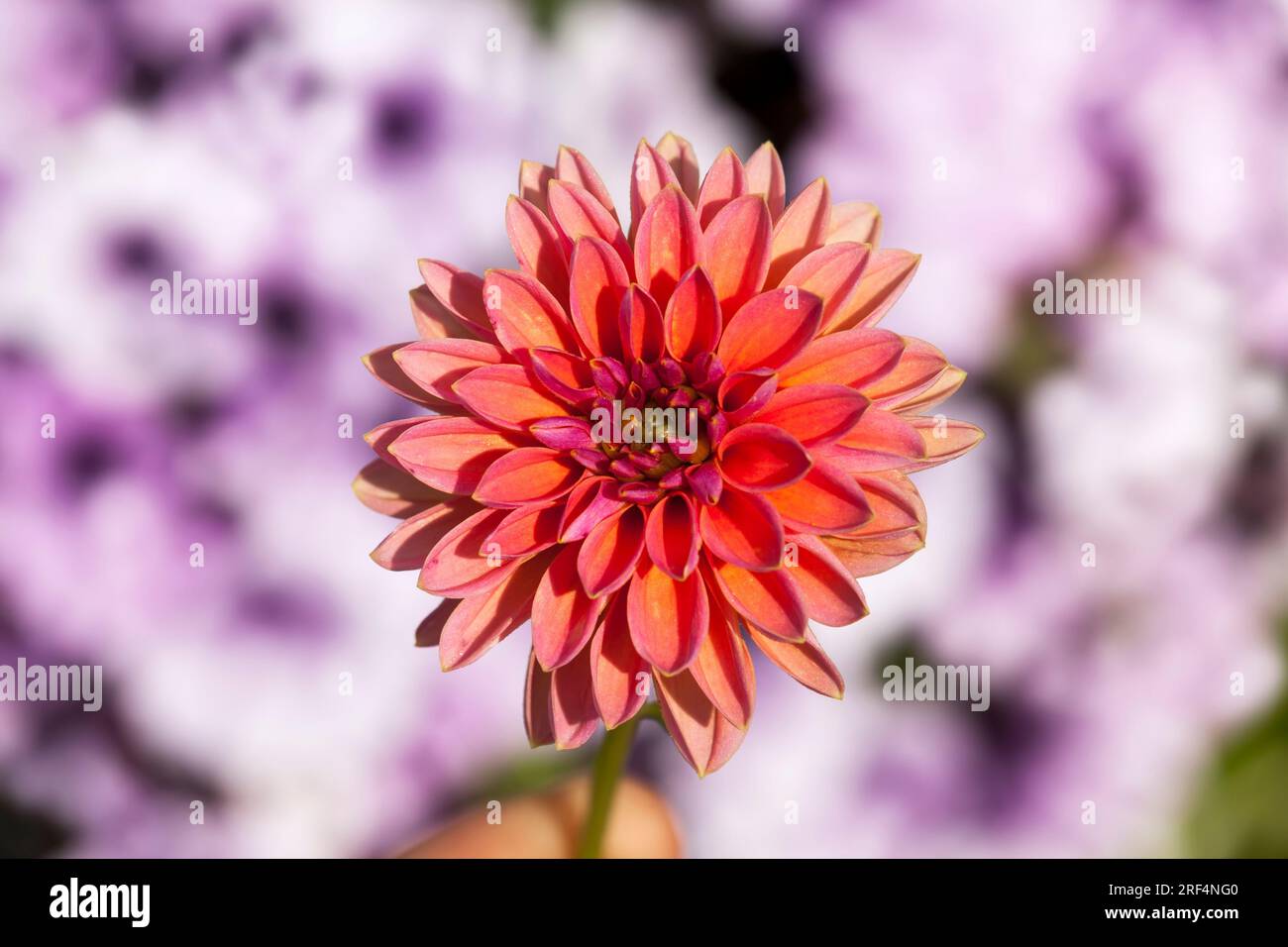 beautiful red and pink flowers in flower beds in the spring season ...