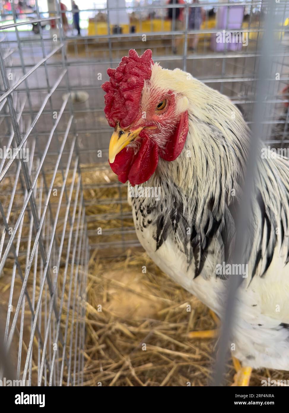 Hen portrait - poultry livestock Stock Photo - Alamy