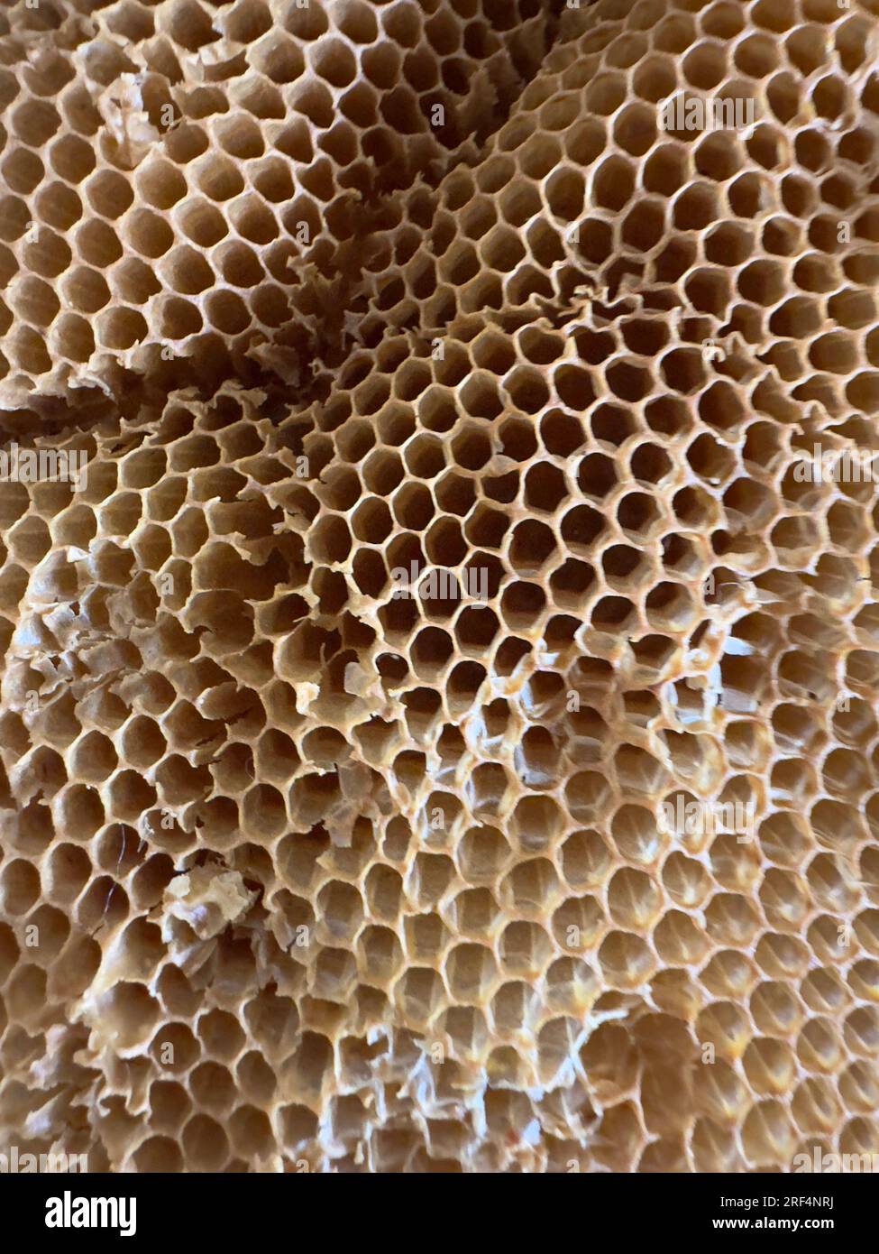 Beehive honeycomb frame with bee honey Stock Photo - Alamy