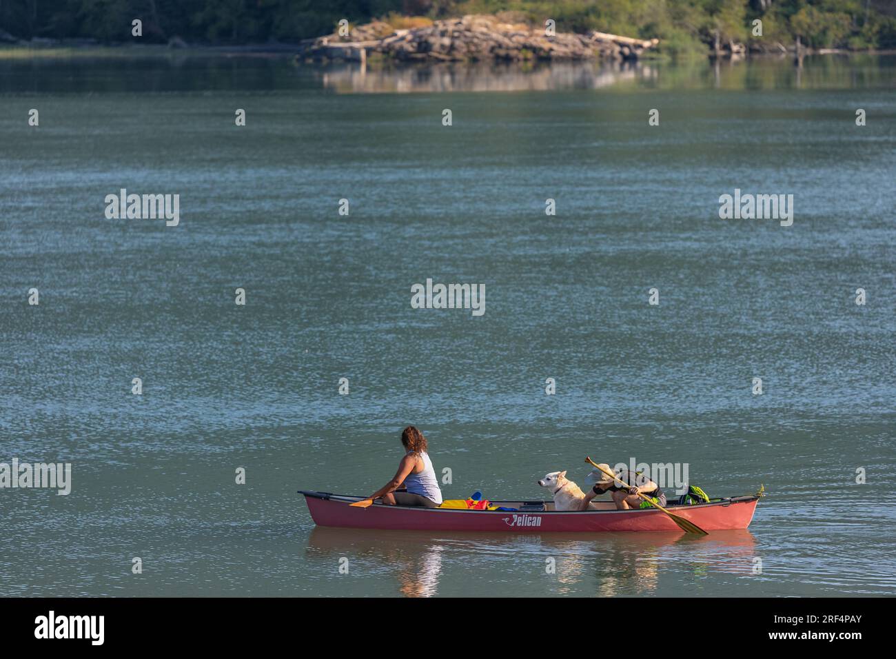 Family of two together with their best friend dog and cuddles in rowing ...