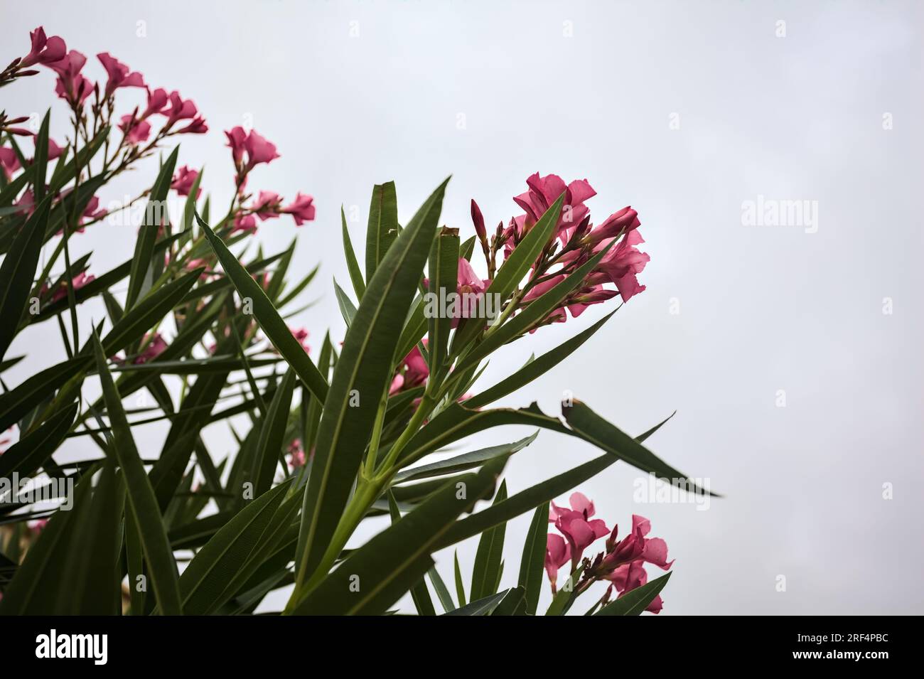 Pink oleander in bloom with a cloudy sky as background Stock Photo - Alamy