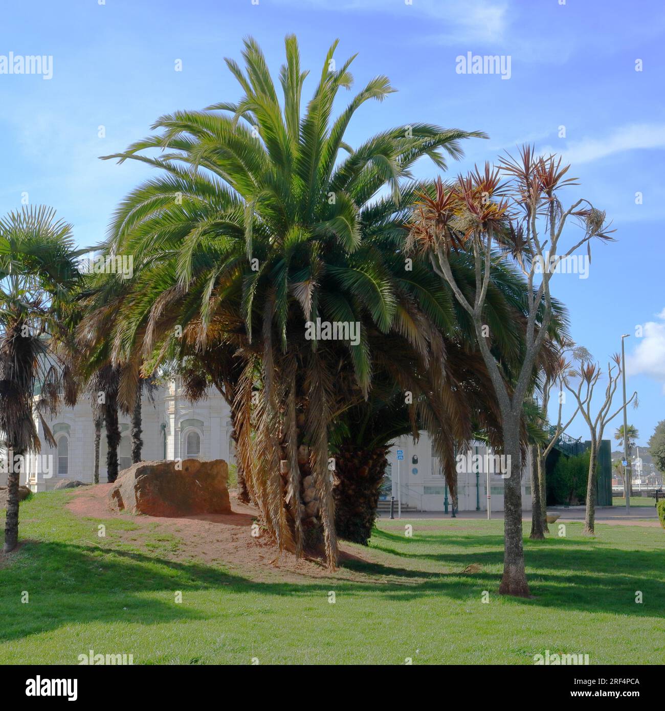 A palm tree dominating the landscape with green grass and a blue sky ...