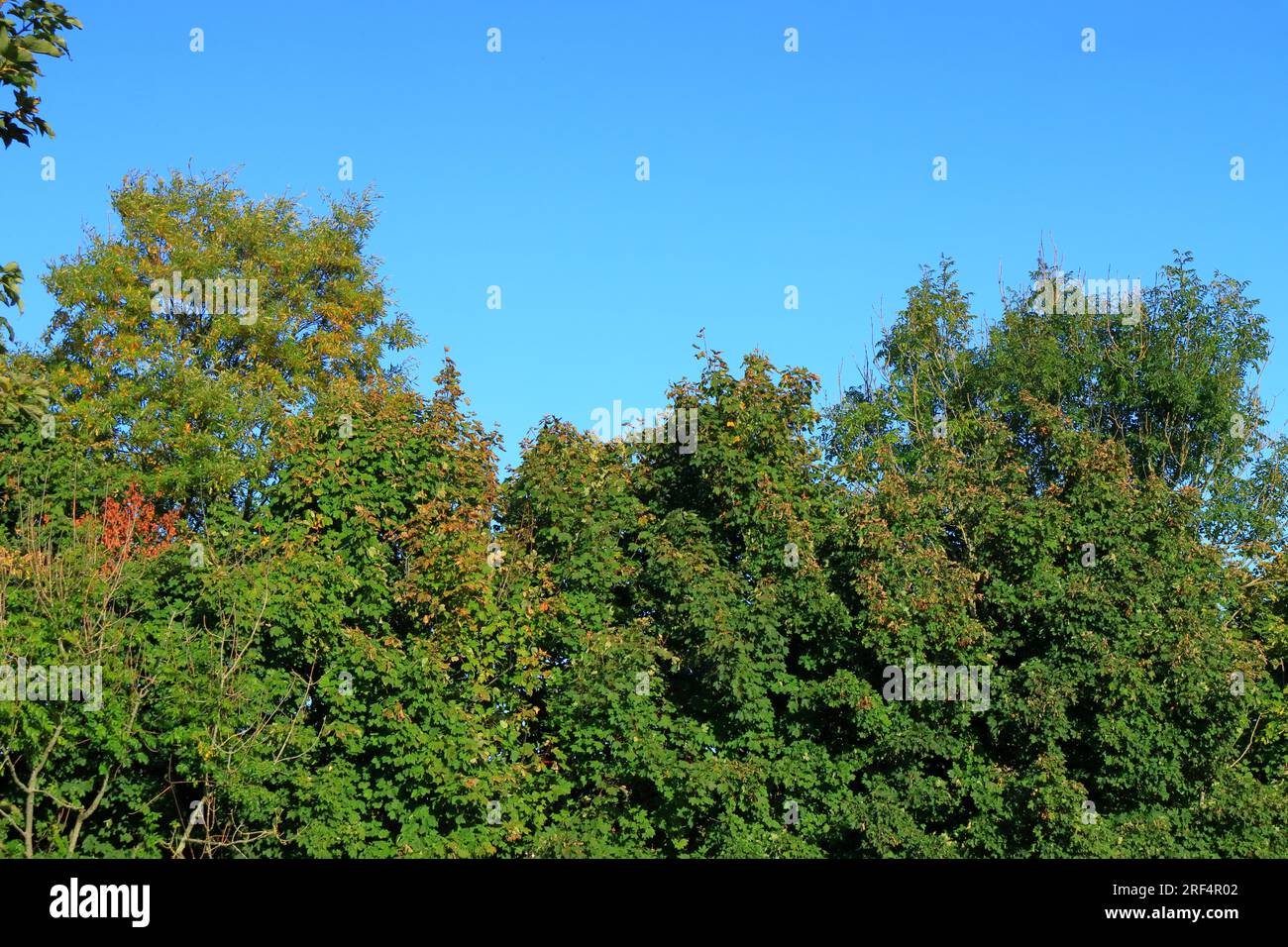 Green evergreen treetops hi-res stock photography and images - Alamy