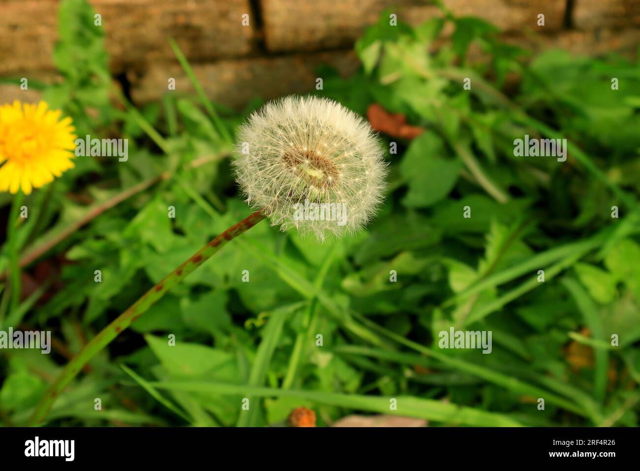 Image of a dandelion hi-res stock photography and images - Alamy