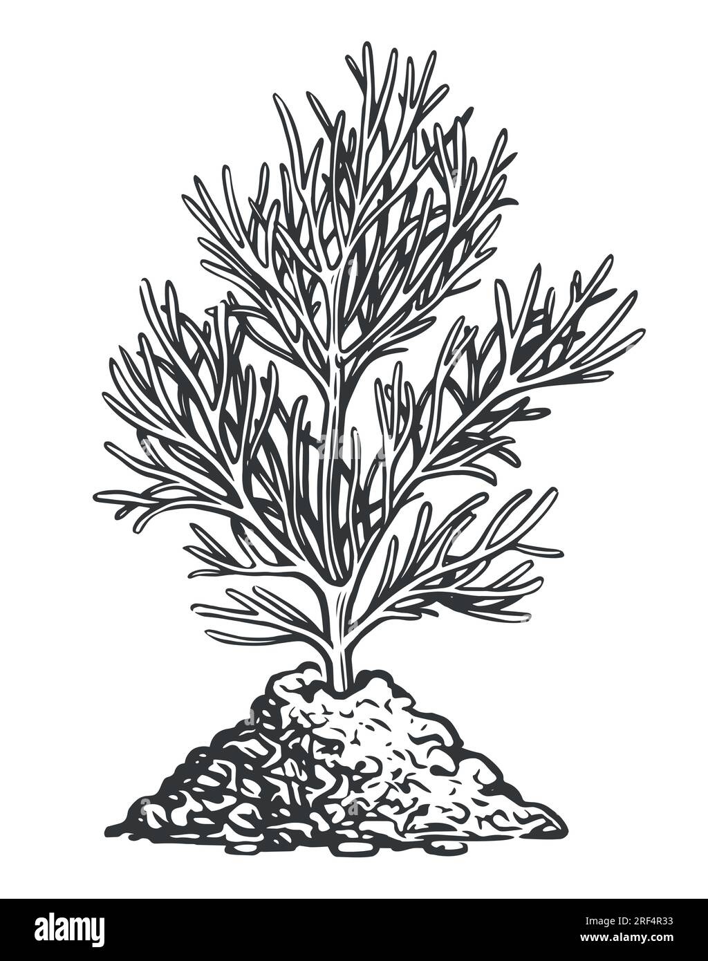 Tree Sapling Drawing