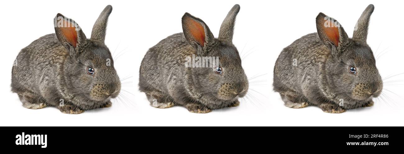 Little domestic rabbits isolated on white background. Panoramic collage ...