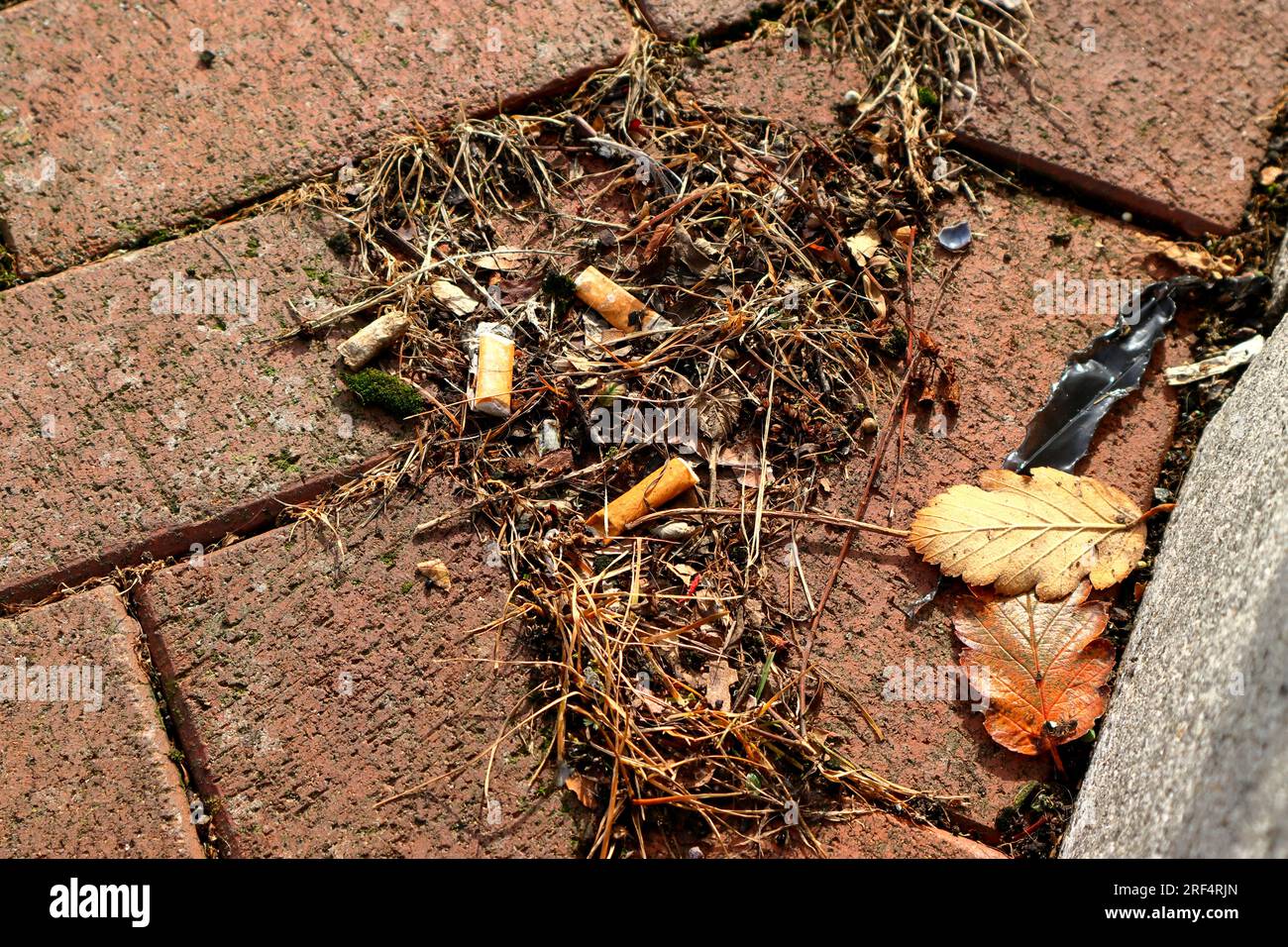 Litter, human footprint on the environment. Twigs, leaves and cigarette ...
