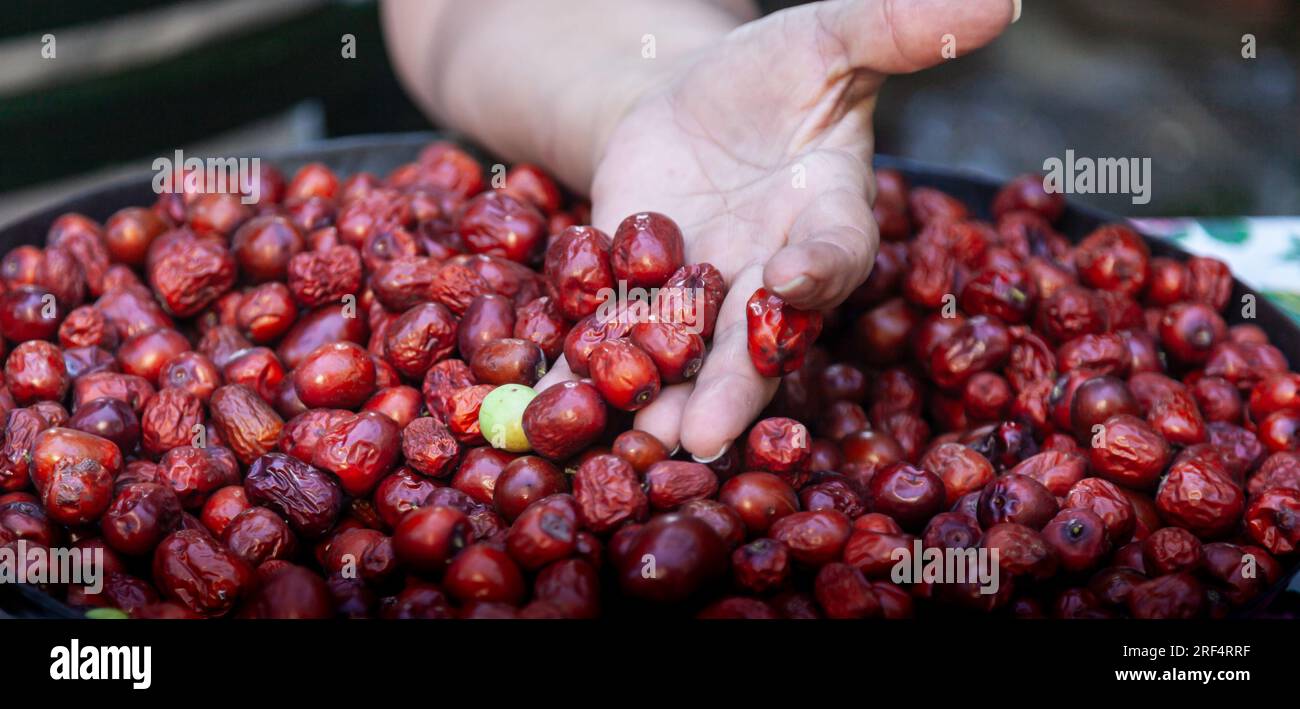 Selective focus on a woman's hand is holding fresh jujubes fruits. The ...