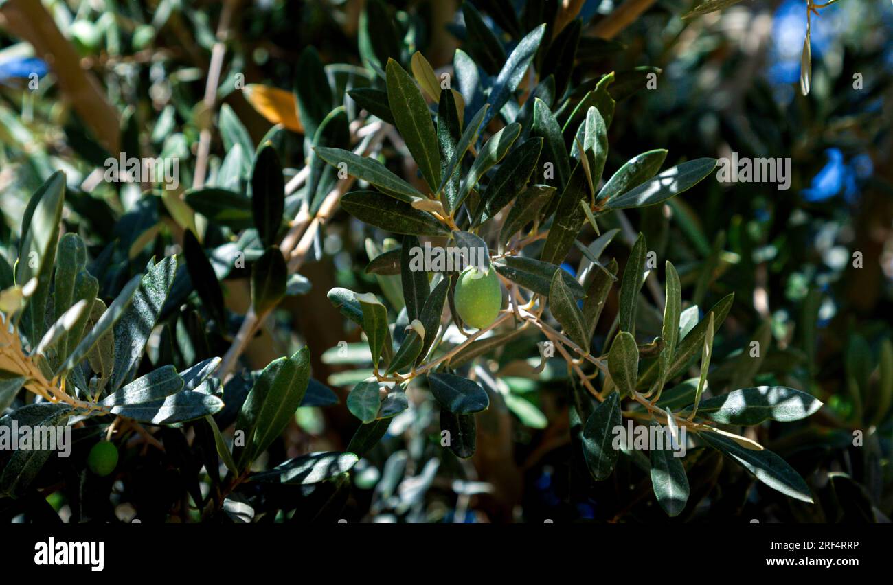 Olive trees turkey hi-res stock photography and images - Alamy