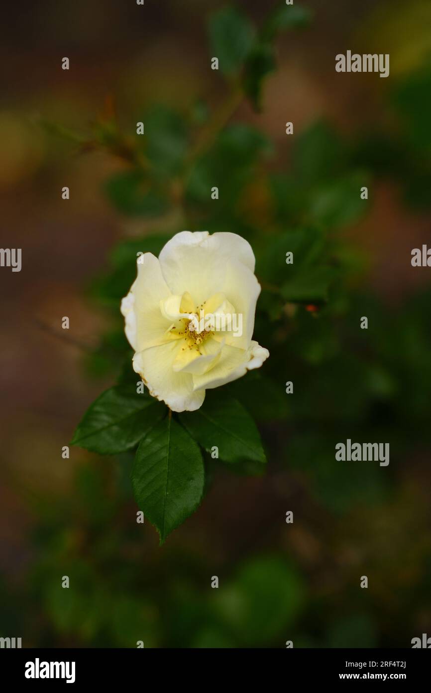 56mm lens hi-res stock photography and images - Alamy